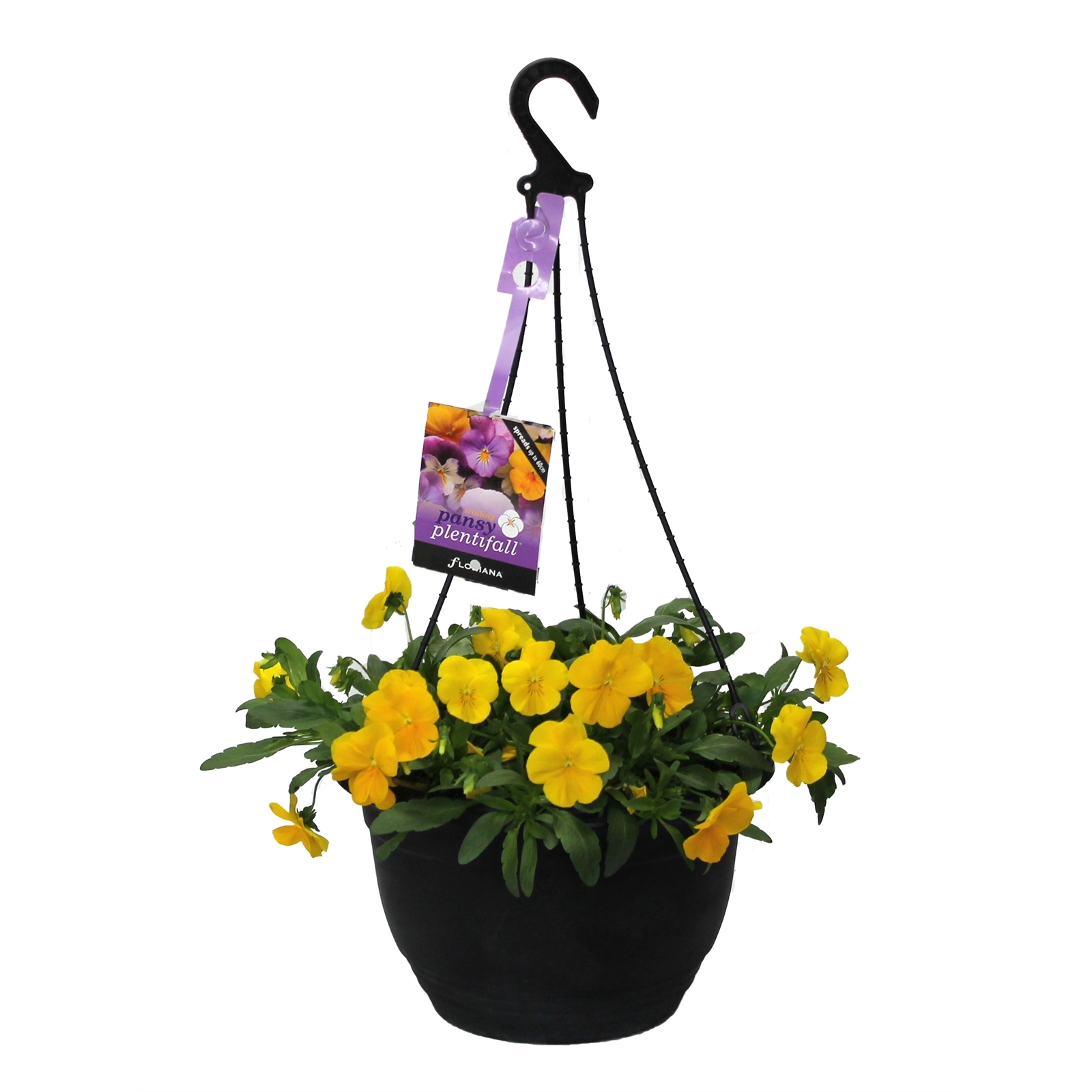 270mm Pansy Plentifall Trailing - Pansy x witrrockiana - Bunnings Australia