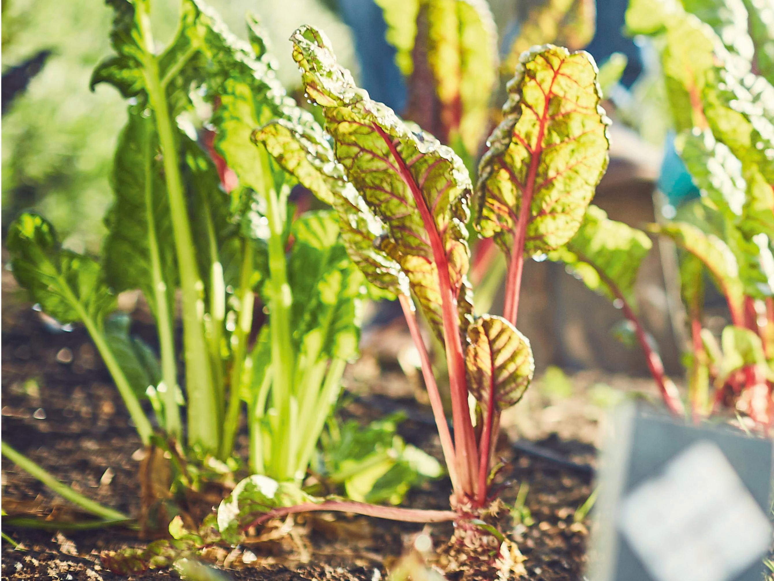 Prepare Your Vegie Patch For Spring - Bunnings Australia