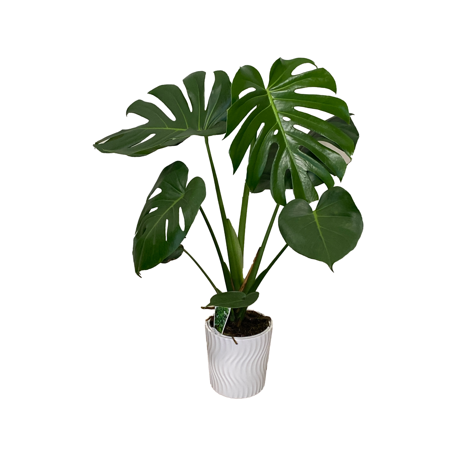 180mm Fruit Salad Plant In Ceramic - Monstera deliciosa Taurii ...