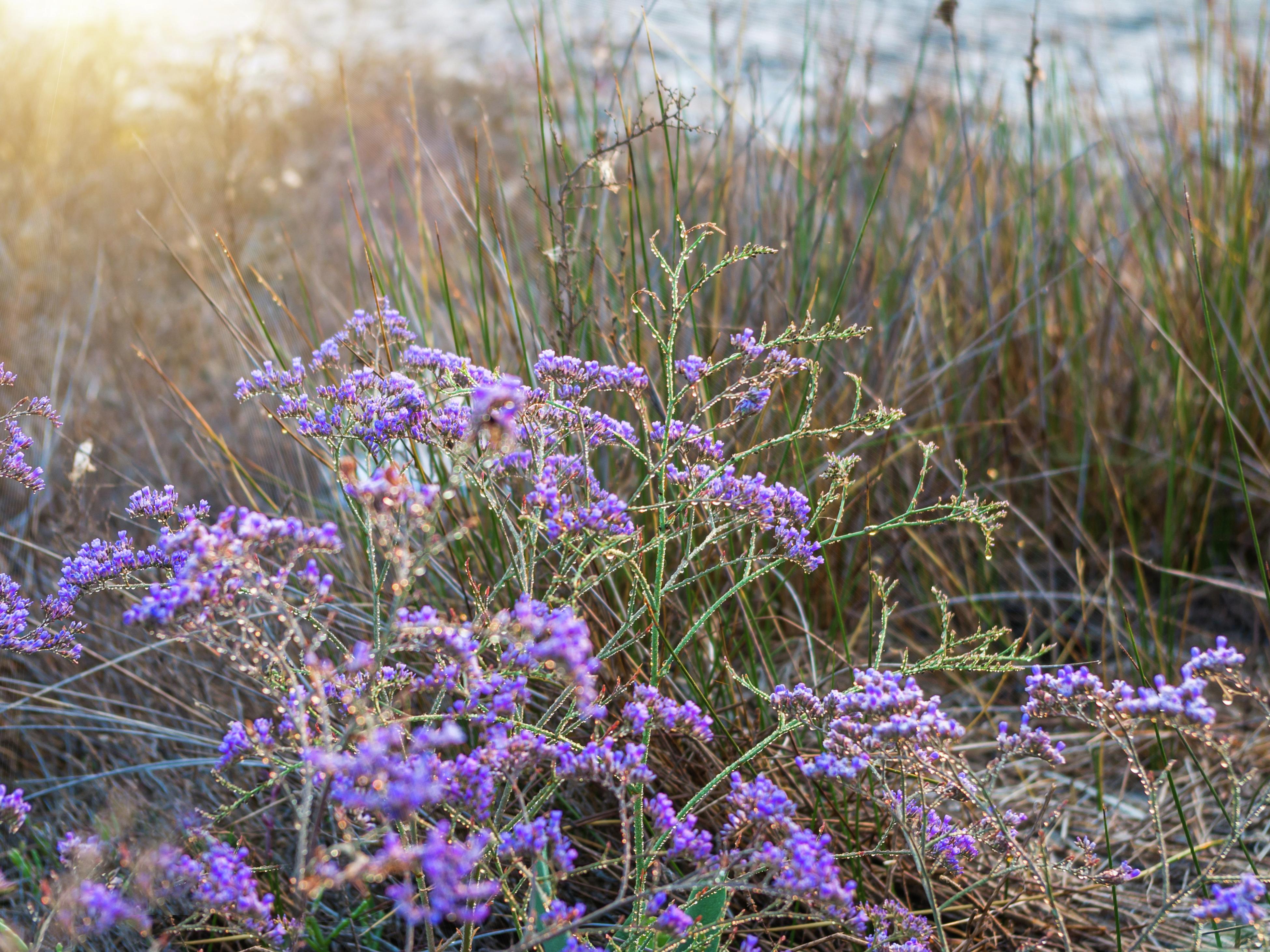 How To Grow And Care For Statice - Bunnings Australia