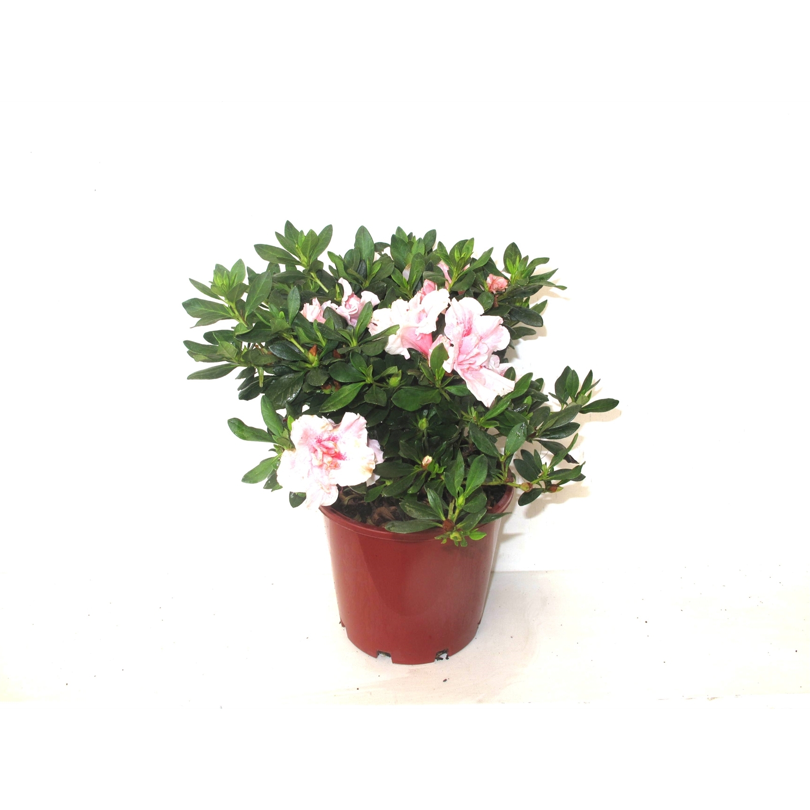 200mm Azalea Lights - Azalea - Bunnings Australia