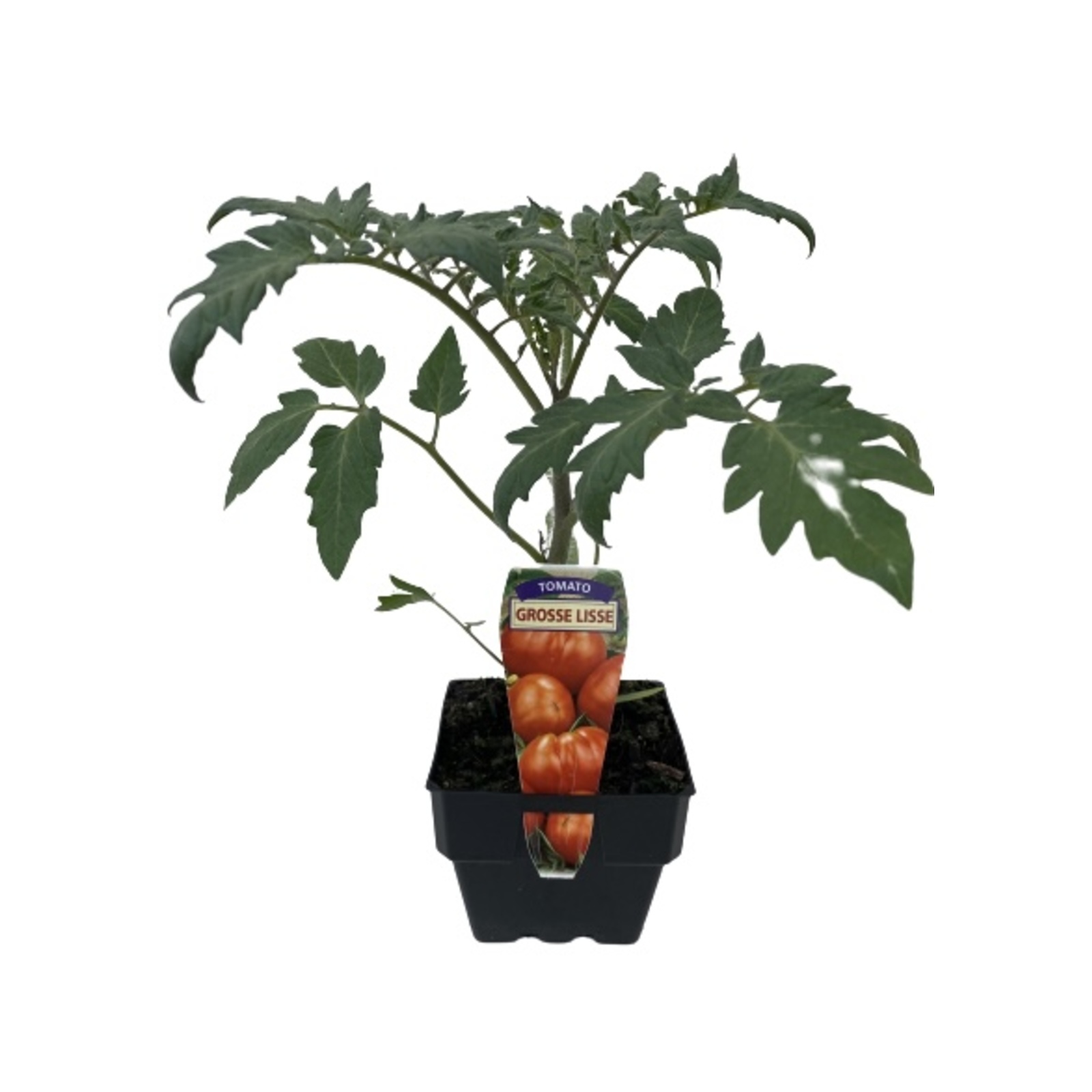 100mm Grosse Lisse Tomato - Lycopersicum esculentum - Bunnings Australia