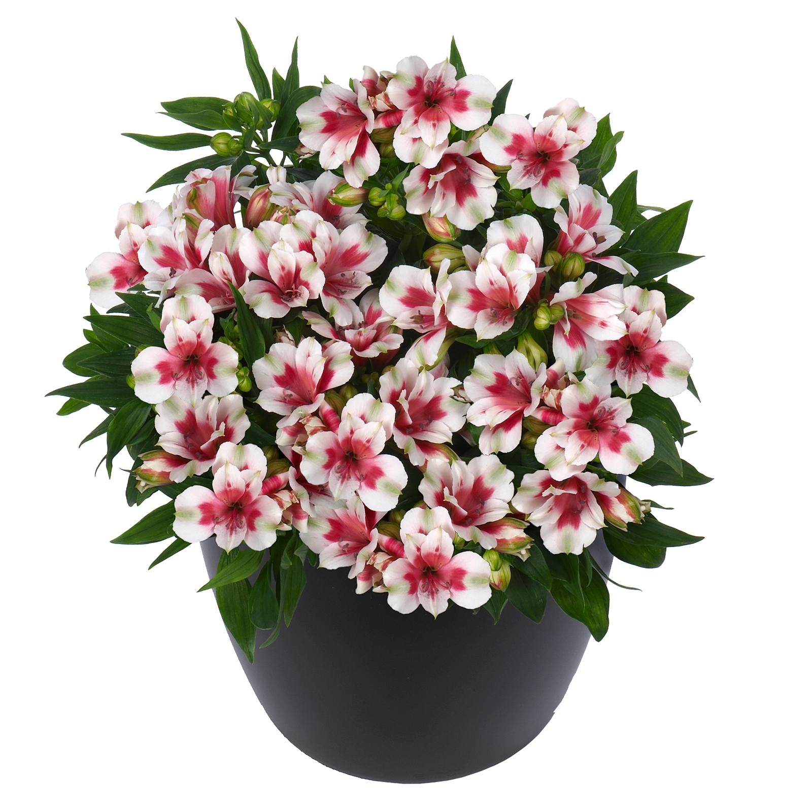 150mm Maya Pink Peruvian Lily - Alstroemeria - Bunnings Australia