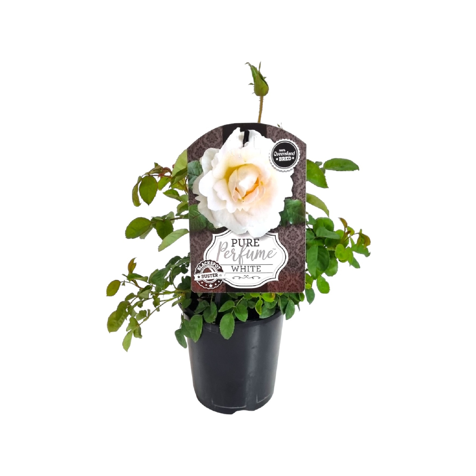 140mm Rose Pure Perfume White - Rose hybrida - Bunnings Australia