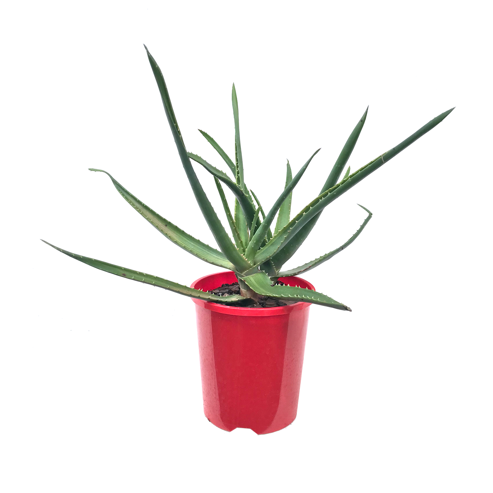 200mm Aloe Always Red - Aloe hybrid - Bunnings Australia