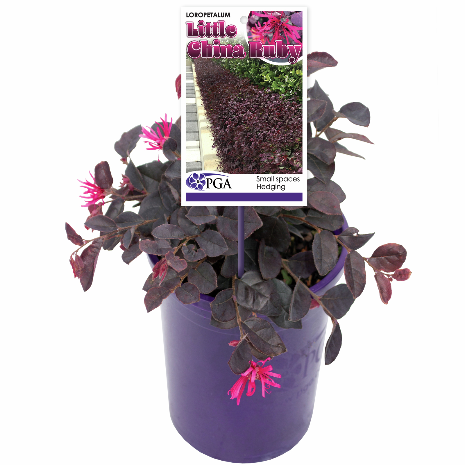 140mm Loropetalum Little China Ruby - Bunnings Australia