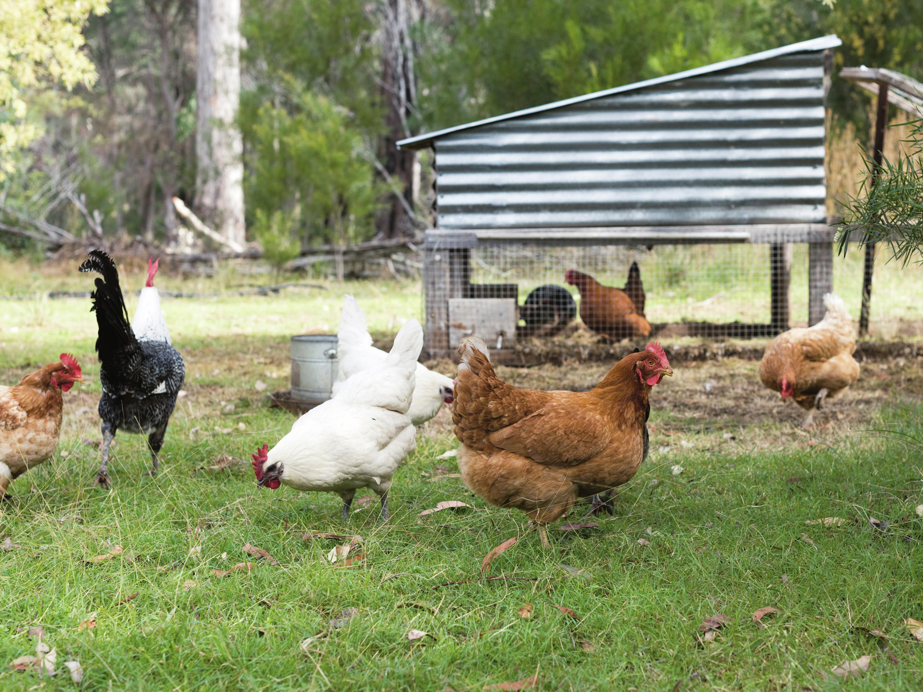Ultimate Guide To Keeping Chickens - Bunnings Australia