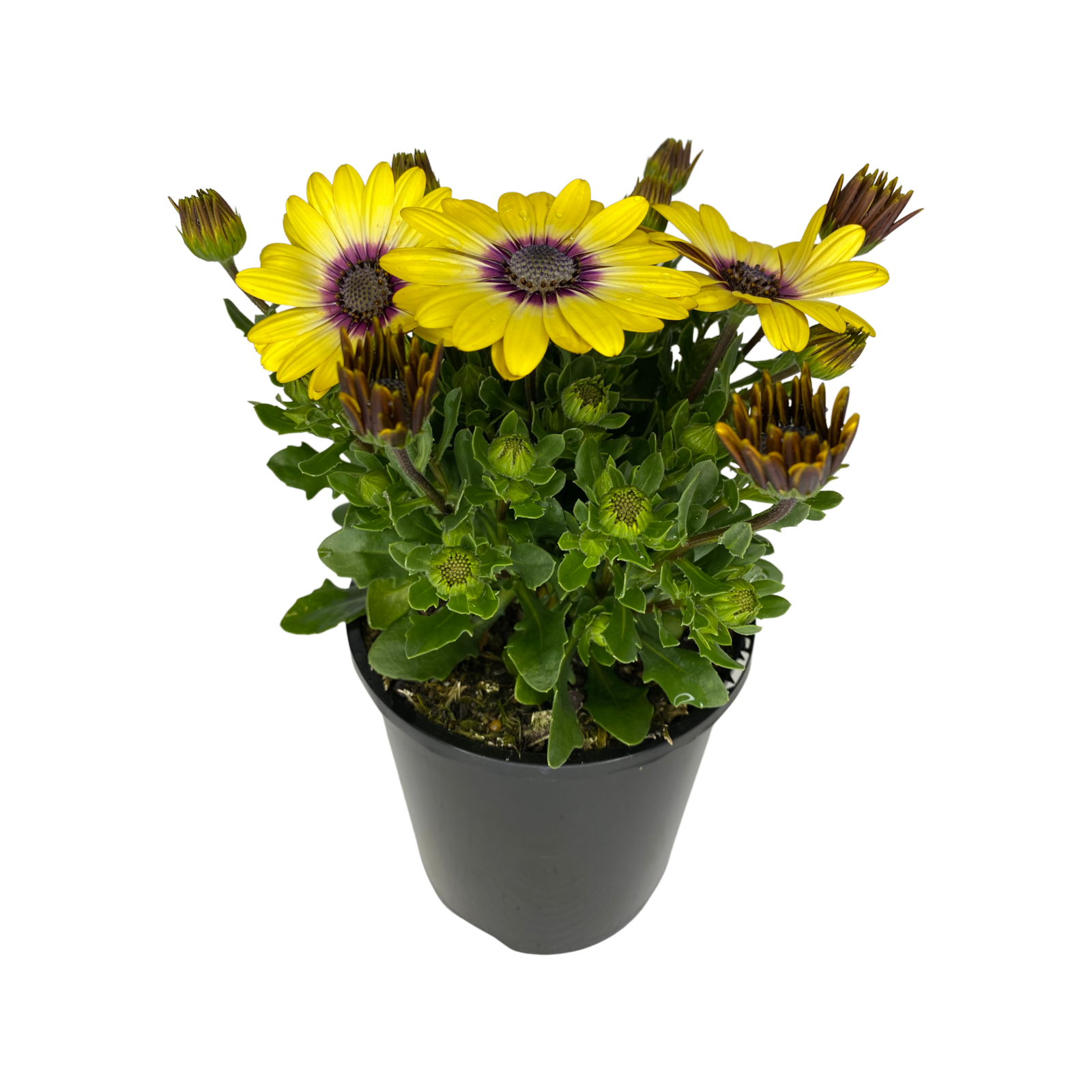 Plant-my Home Garden Range 140mm Osteo Blue Eyed Beuty - Bunnings Australia