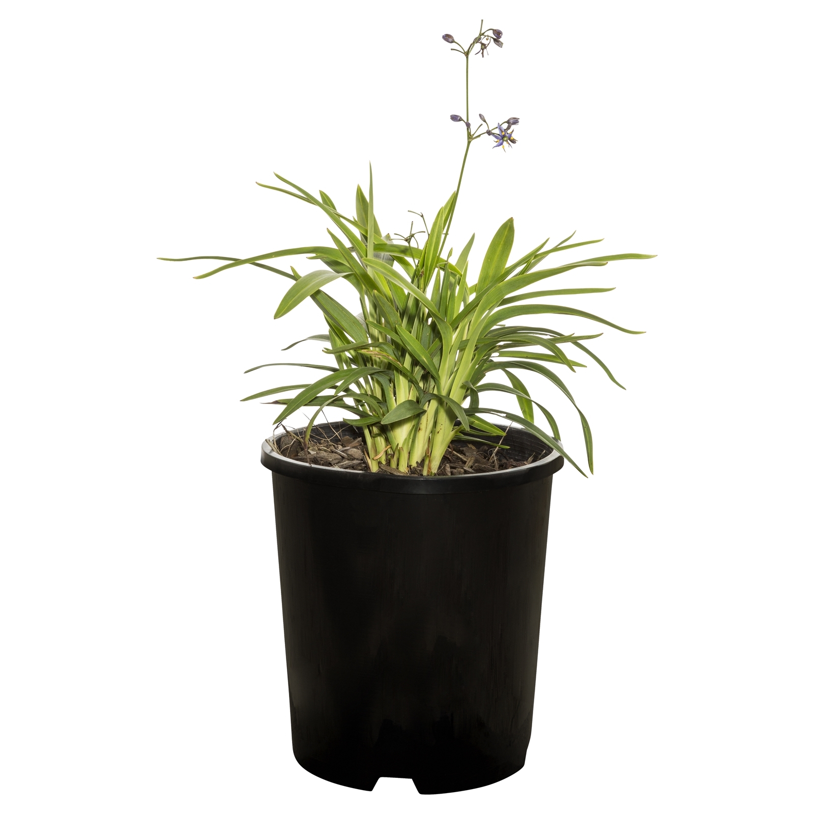 140mm Little Jess - Dianella caerulea ‘Little Jess’ - Bunnings Australia