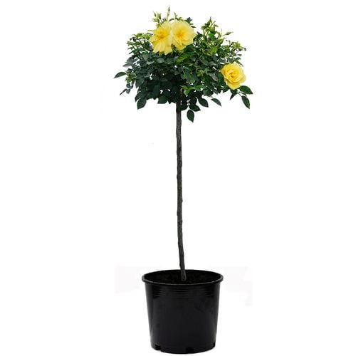 30cm Gold Carpet Rose - Rosa noaschnee - Bunnings New Zealand