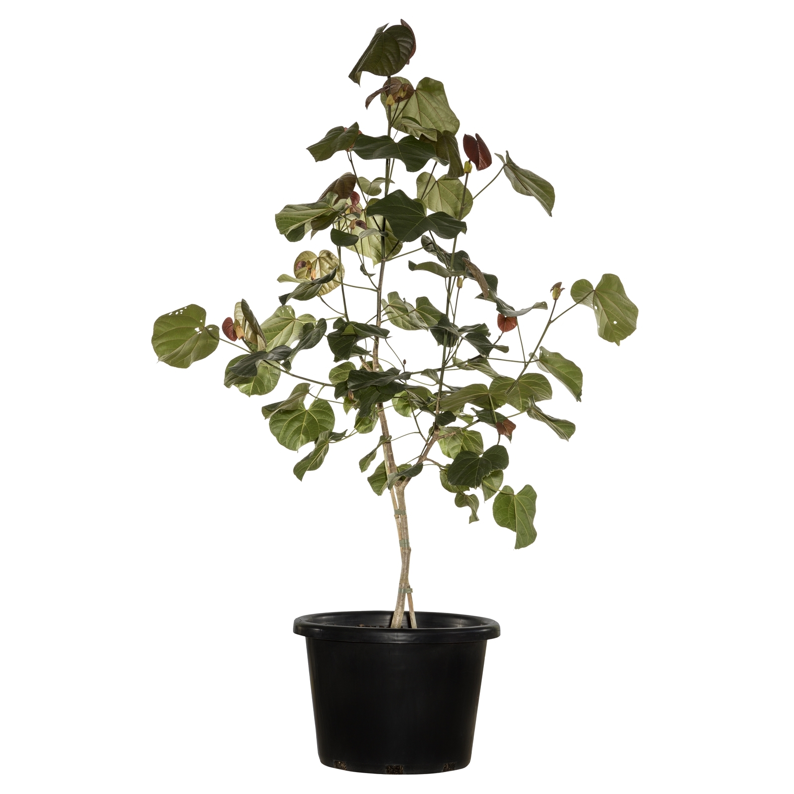 300mm Cottonwood Hibiscus - Hibiscus tiliaceus rubra - Bunnings Australia