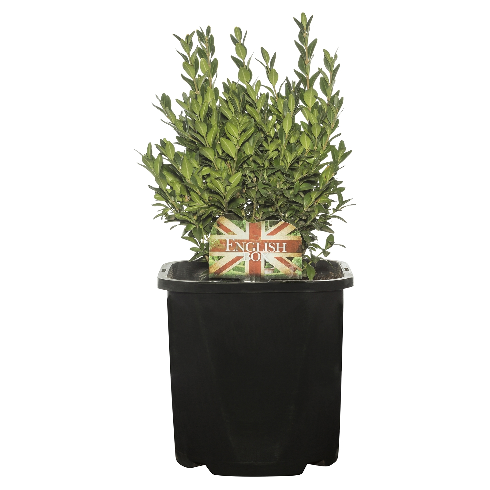 125mm English Box - Buxus sempervirens - Bunnings Australia