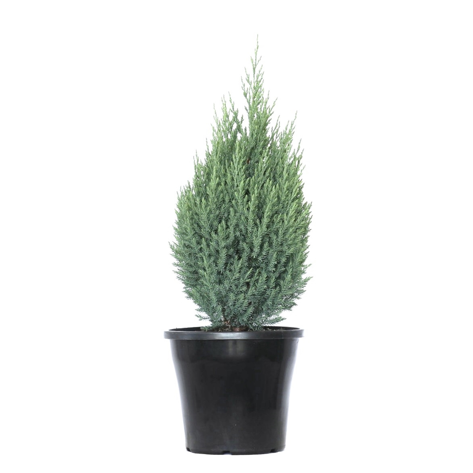 250mm Juniperus Pyramidalis - Juniperus chinensis Pyramidalis ...