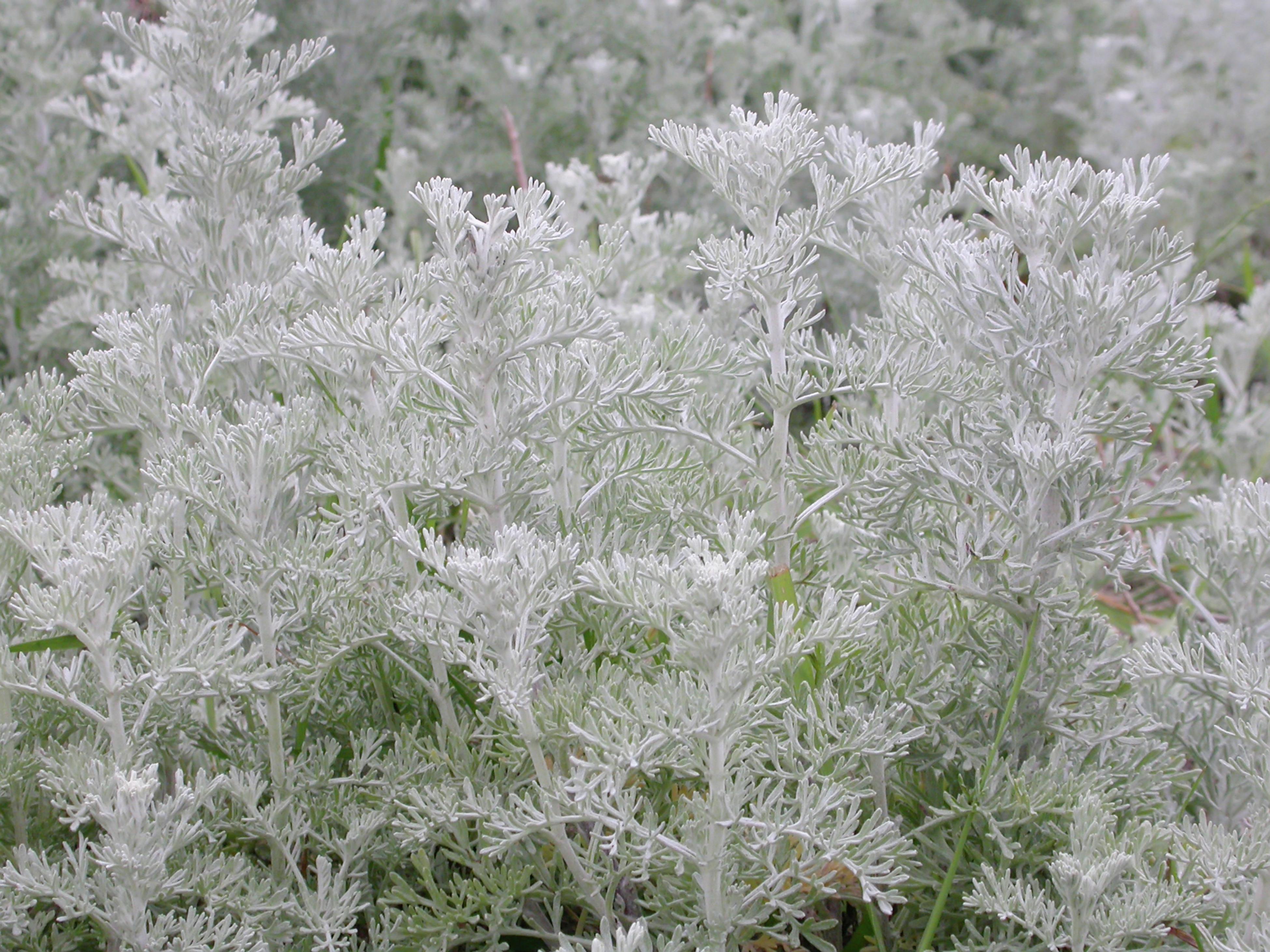 Planting and Growing Wormwood - Bunnings Australia