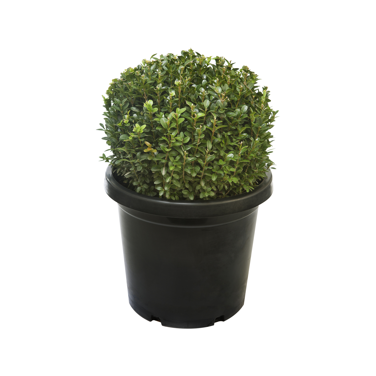 400mm English Box Topiary Ball - Buxus sempervirens - Bunnings Australia