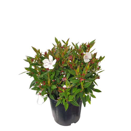 10L Tibouchina - Tibouchina peace Baby - Bunnings New Zealand