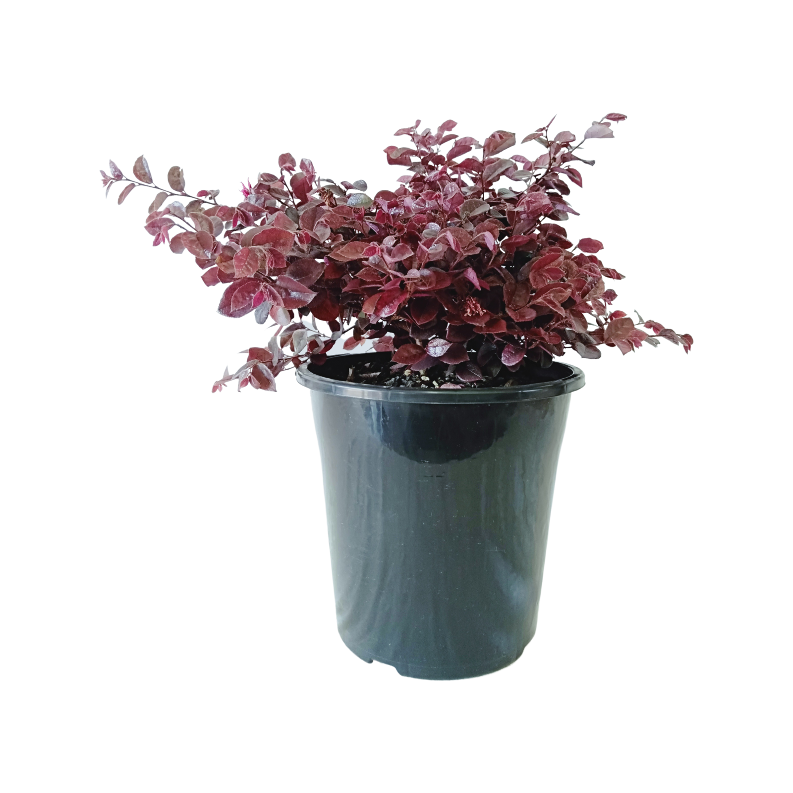 180mm Loropetalum Bobz Pink - Loropetalum chinense - Bunnings Australia