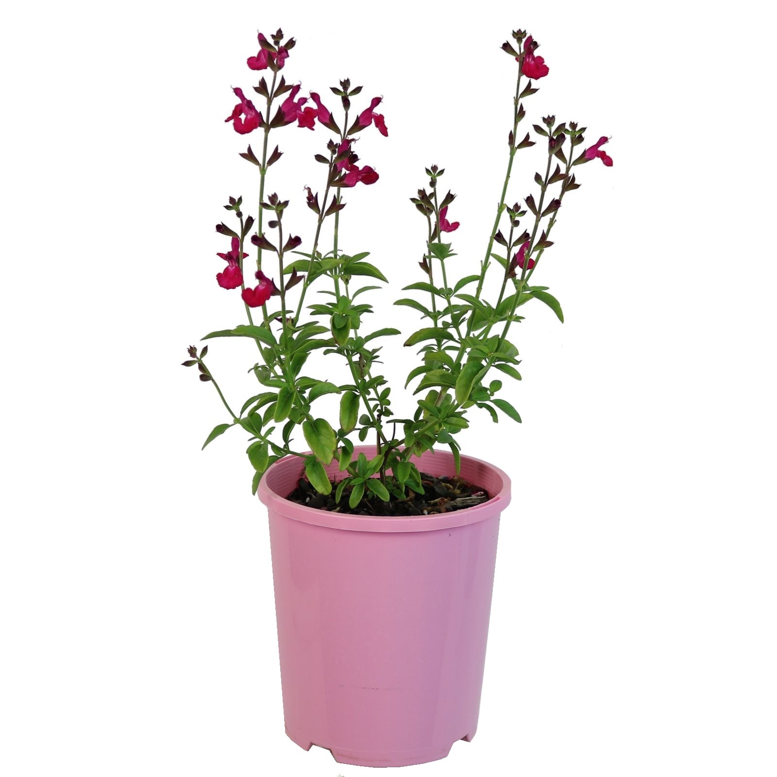 140mm Salvia Mesa Rose - Salvia microphylla - Bunnings Australia