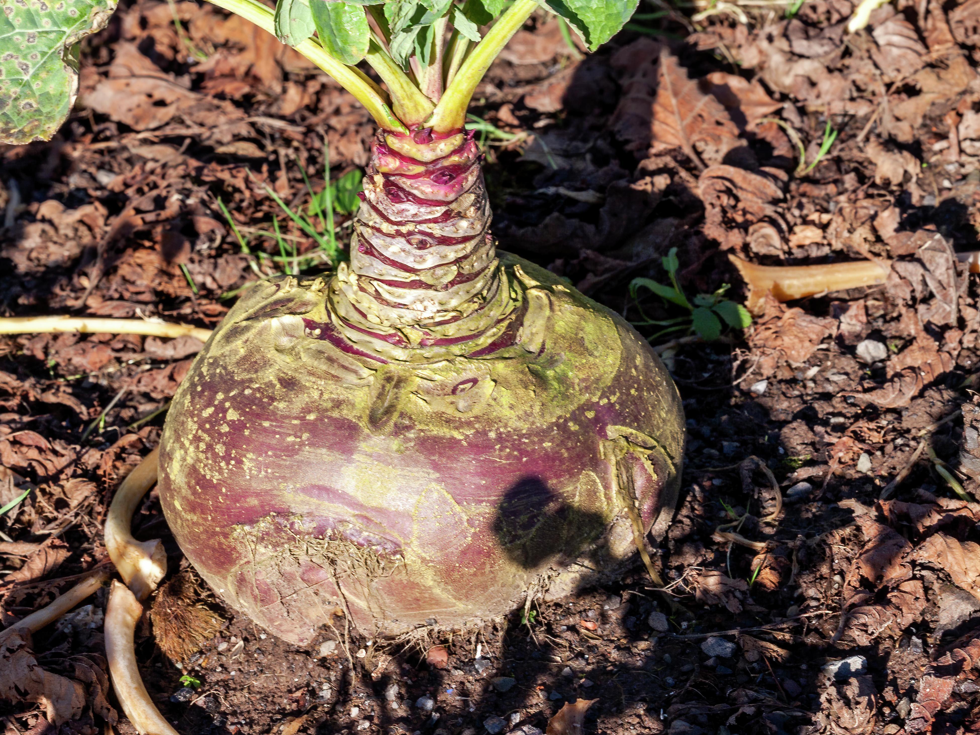 How To Grow Swedes - Bunnings Australia