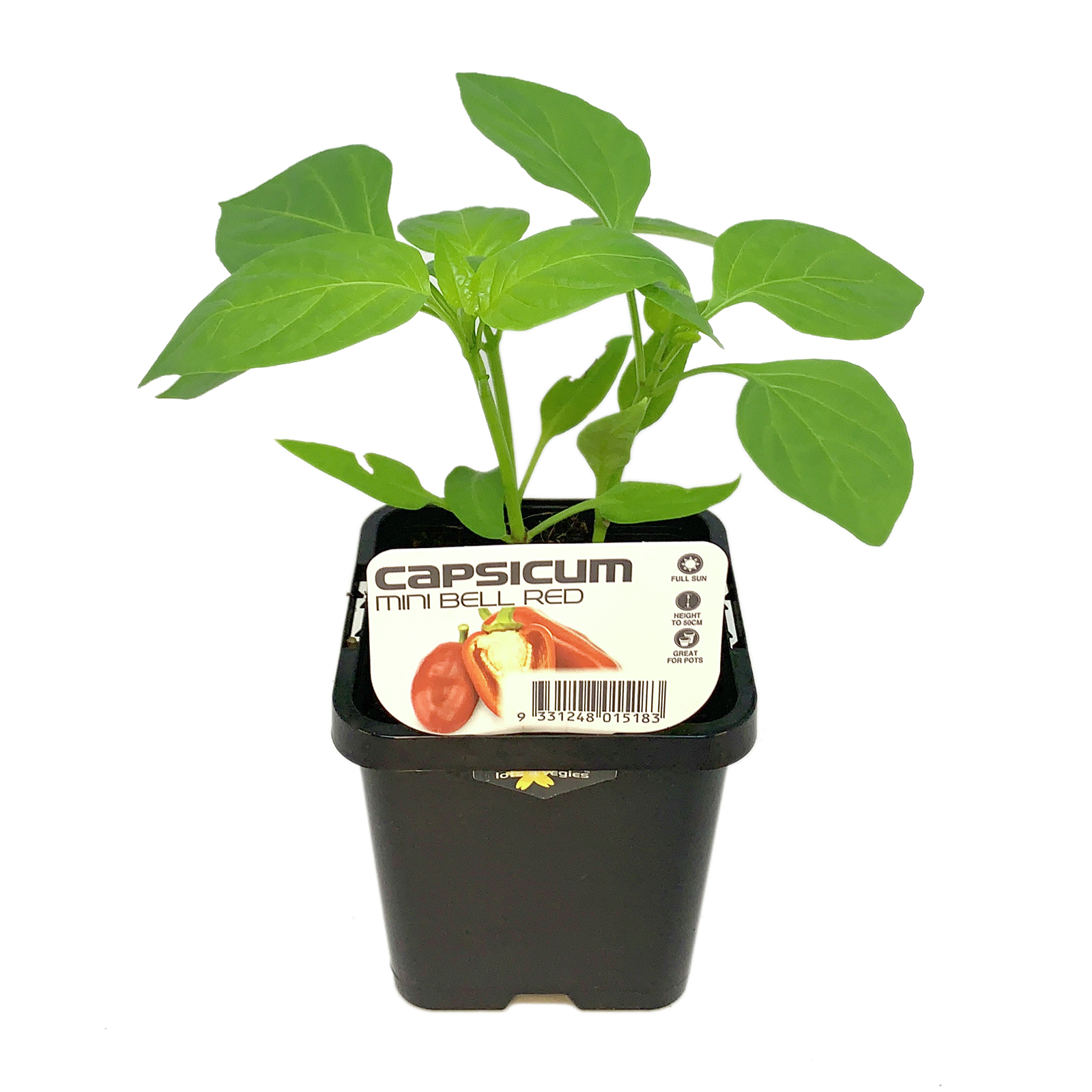 85mm Capsicum Mini Bell Red - Capsicum annuum - Lots-A-Vegies ...