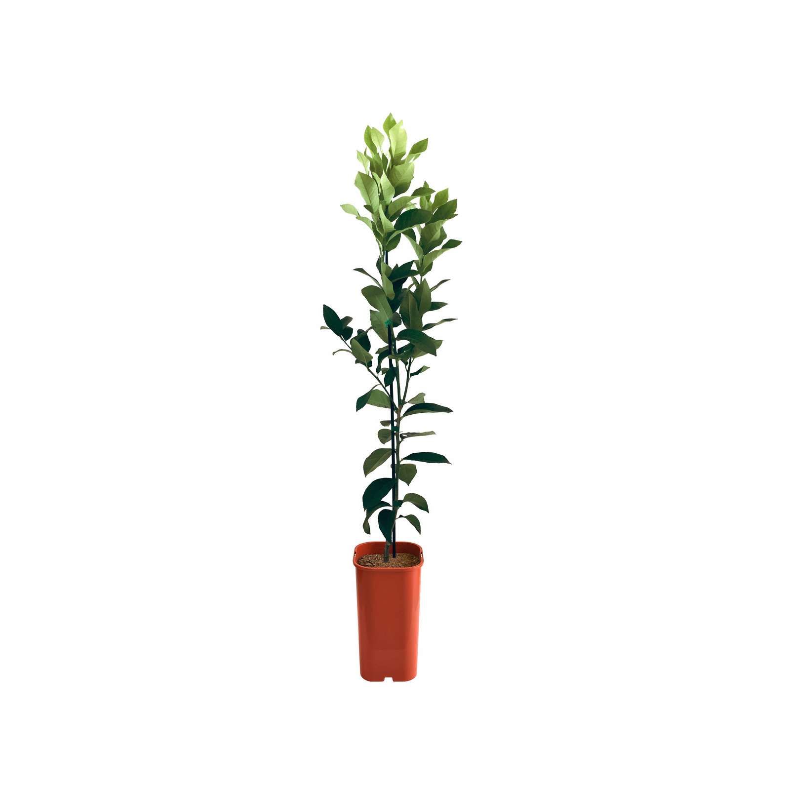 4L Lemon Eureka Dwarf Grafted - Citrus limon - Bunnings Australia