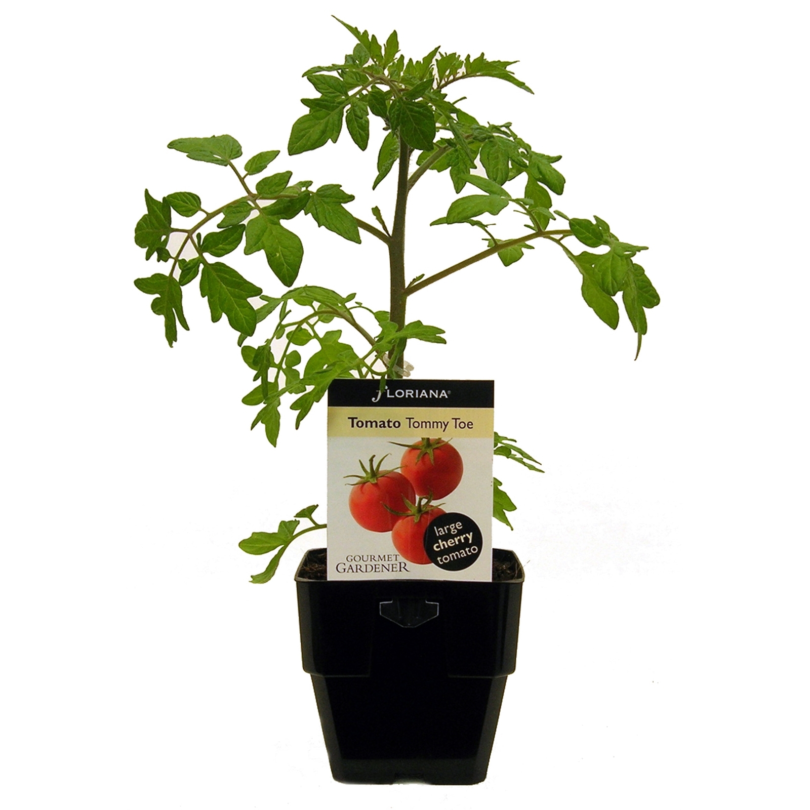 100mm Tomato Tommy Toe - Lycopersicum esculentum - Bunnings Australia