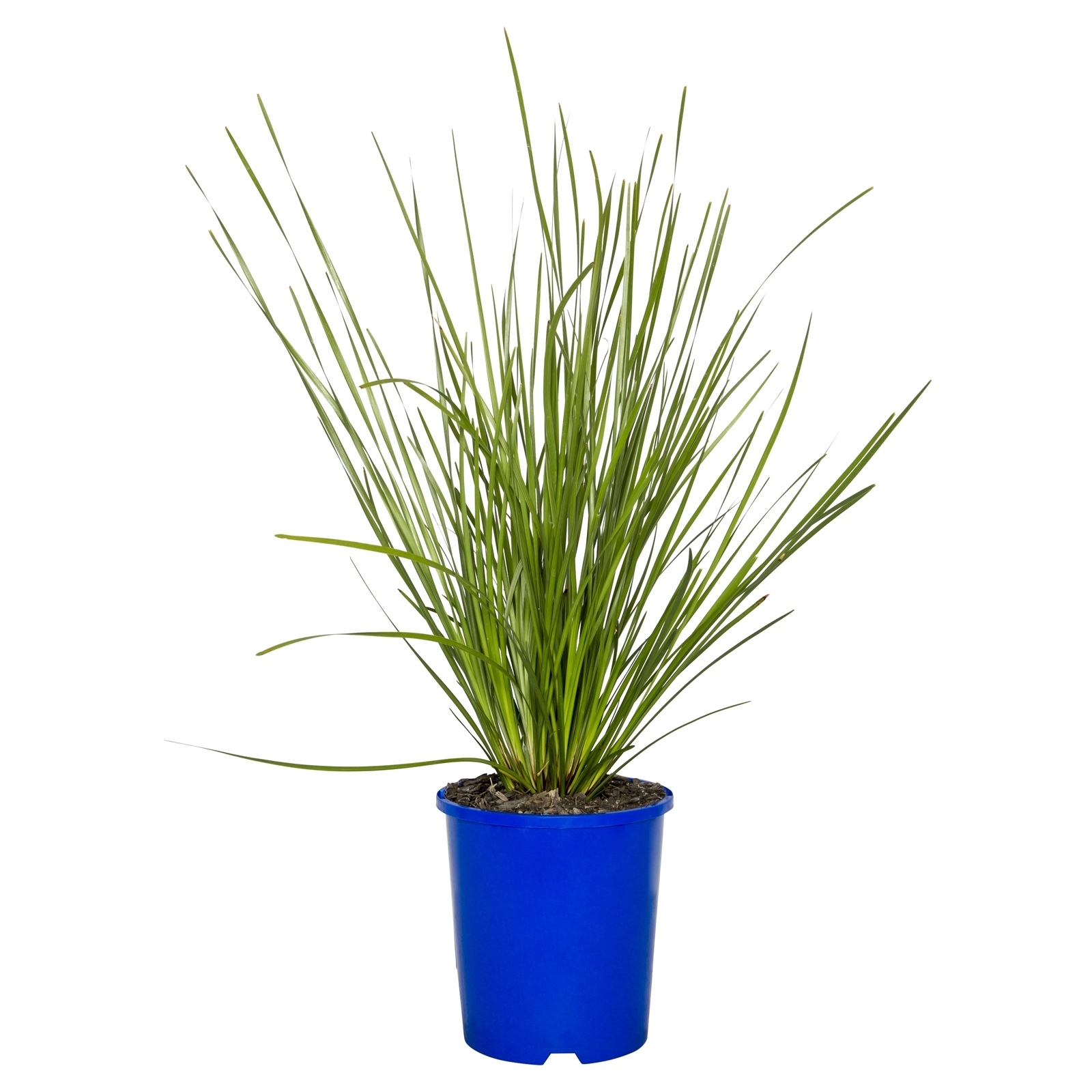 140mm Go Between Grass - Tanika Lomandra longifolia - Bunnings Australia