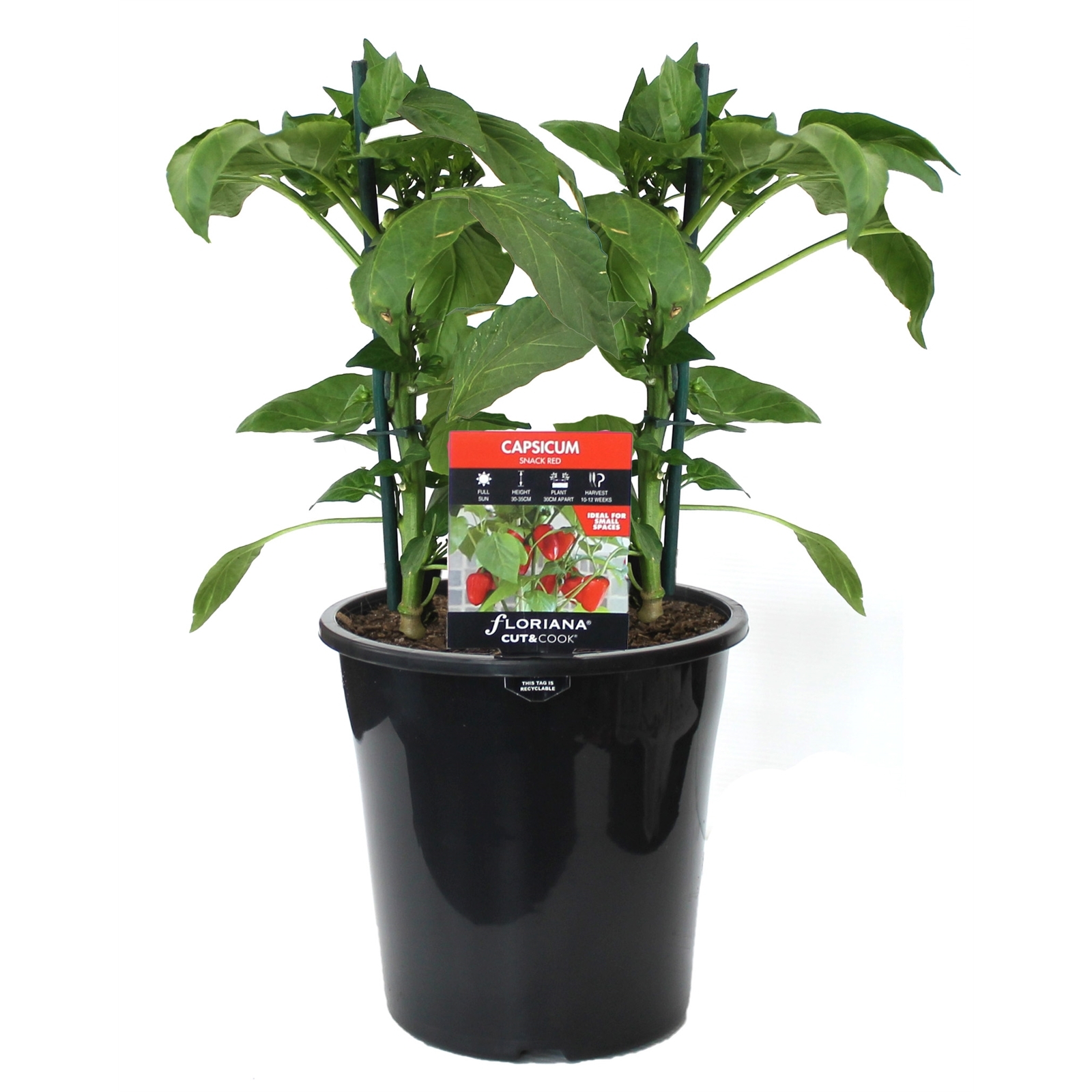 180mm Capsicum Snack Red - Capsicum annuum - Bunnings Australia