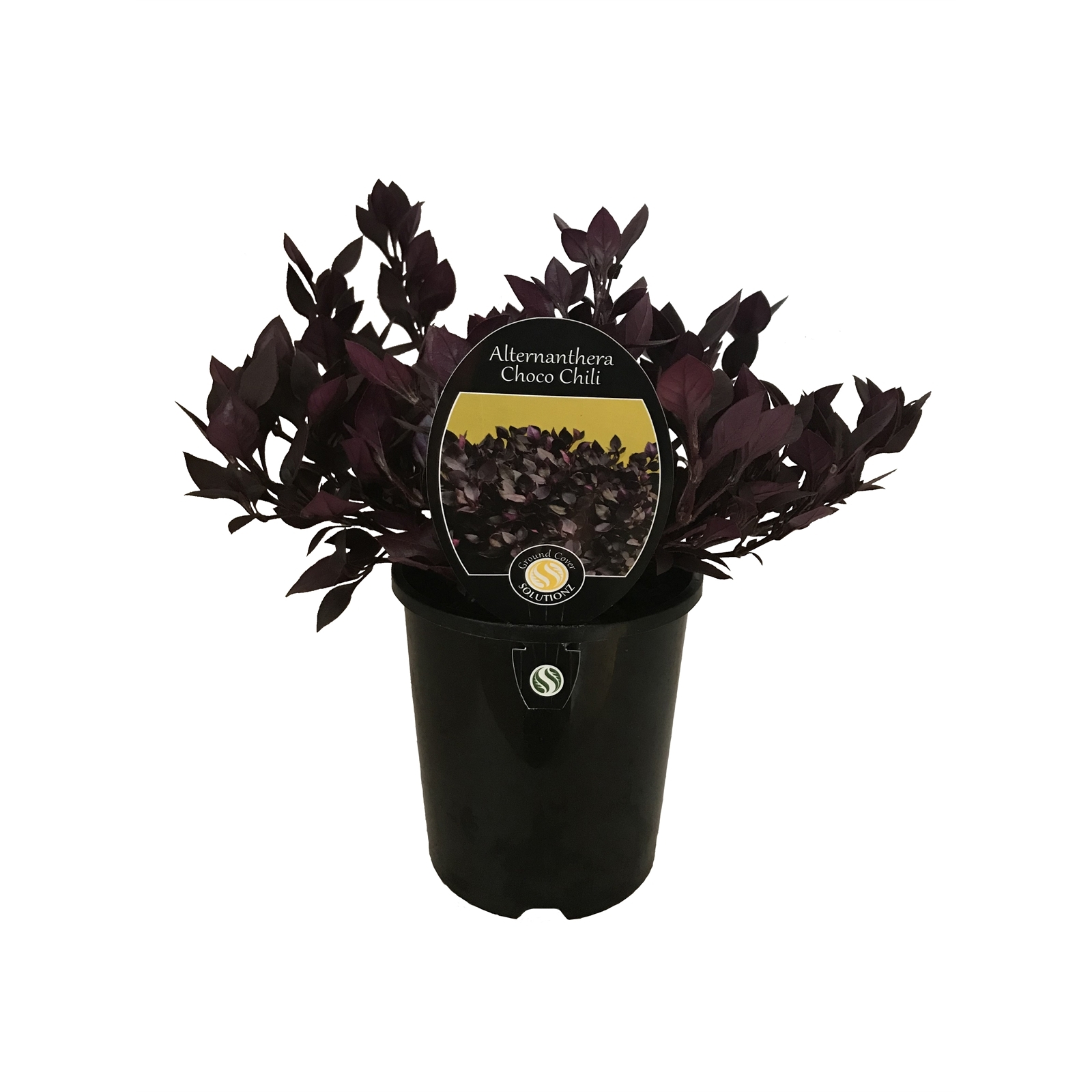 1.5L Alternanthera Choco Chili - Alternanthera hybrid - Bunnings New ...