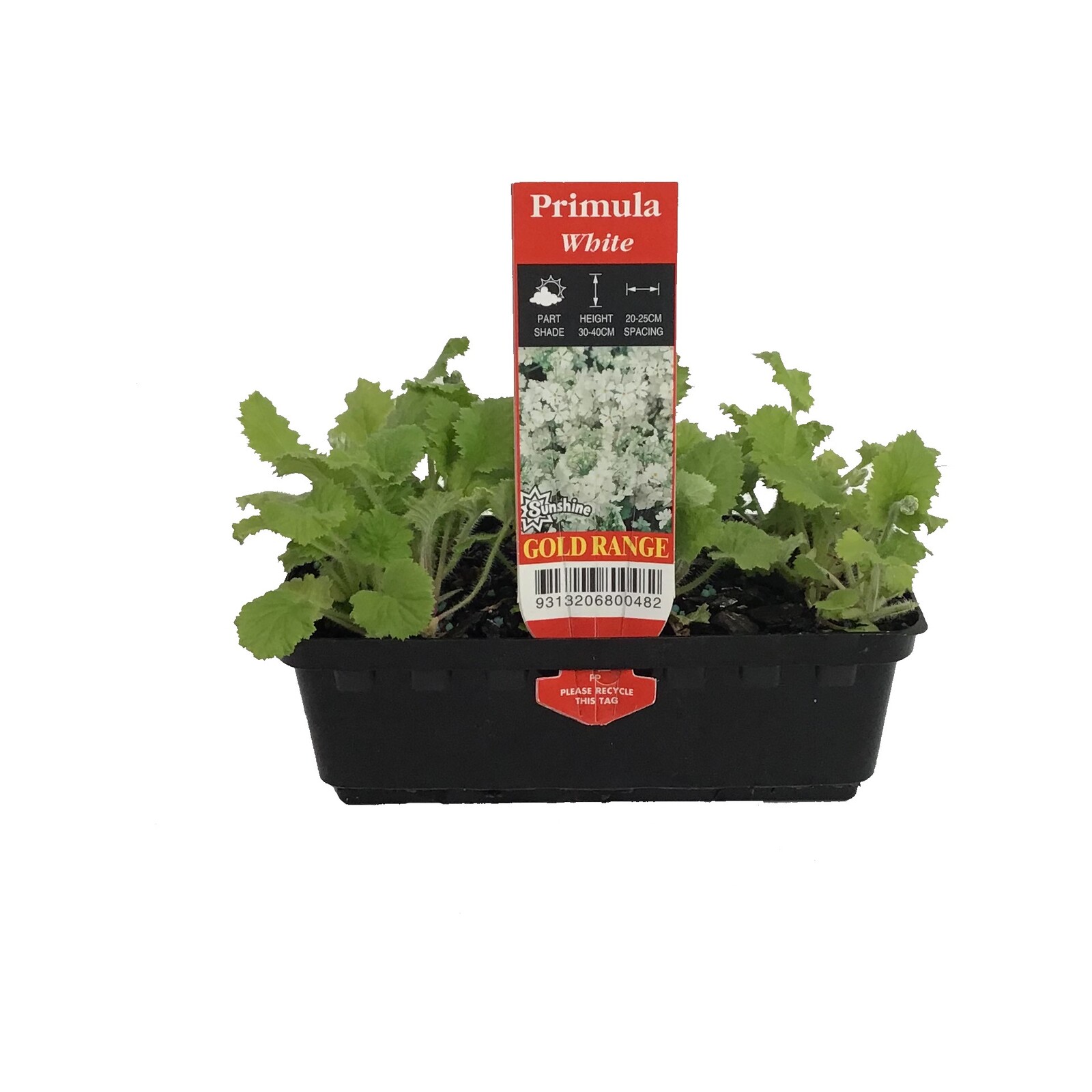 Punnet Primula White - Primula malacoides - Bunnings Australia