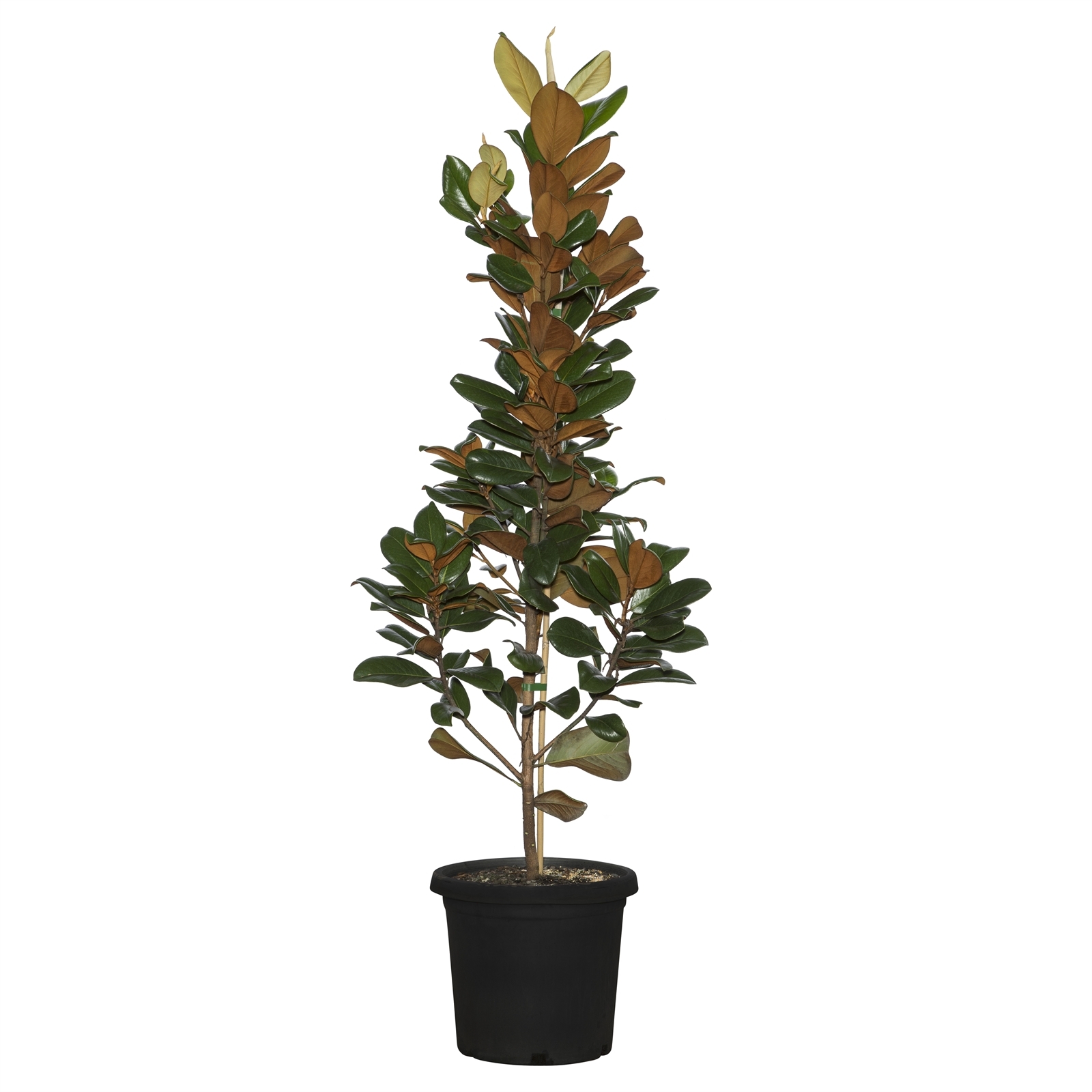 330mm Magnolia Teddy Bear - Magnolia grandiflora - Bunnings Australia