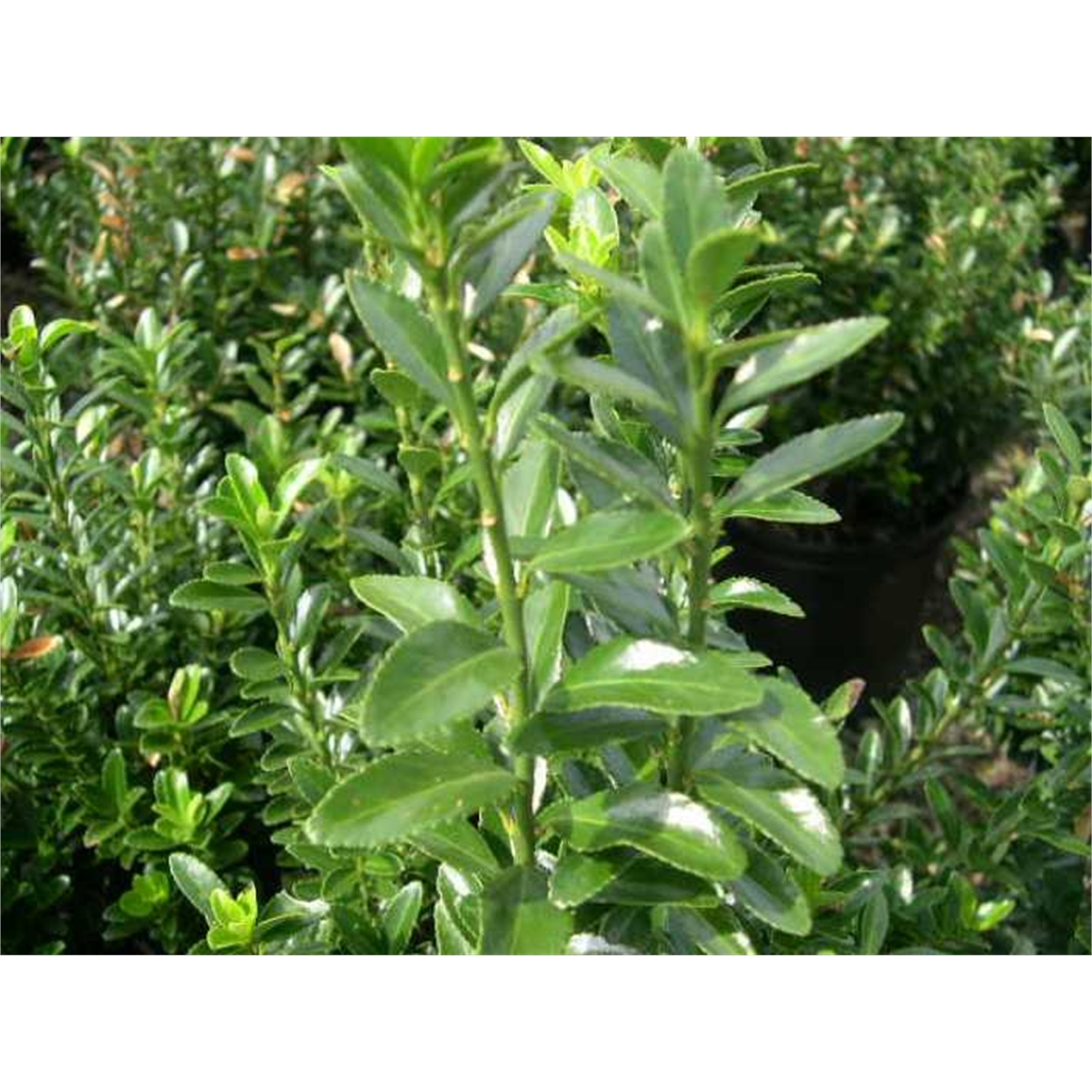 140mm Dwarf Japanese Spindle Bush - Euonymus japonicus microphyllus ...