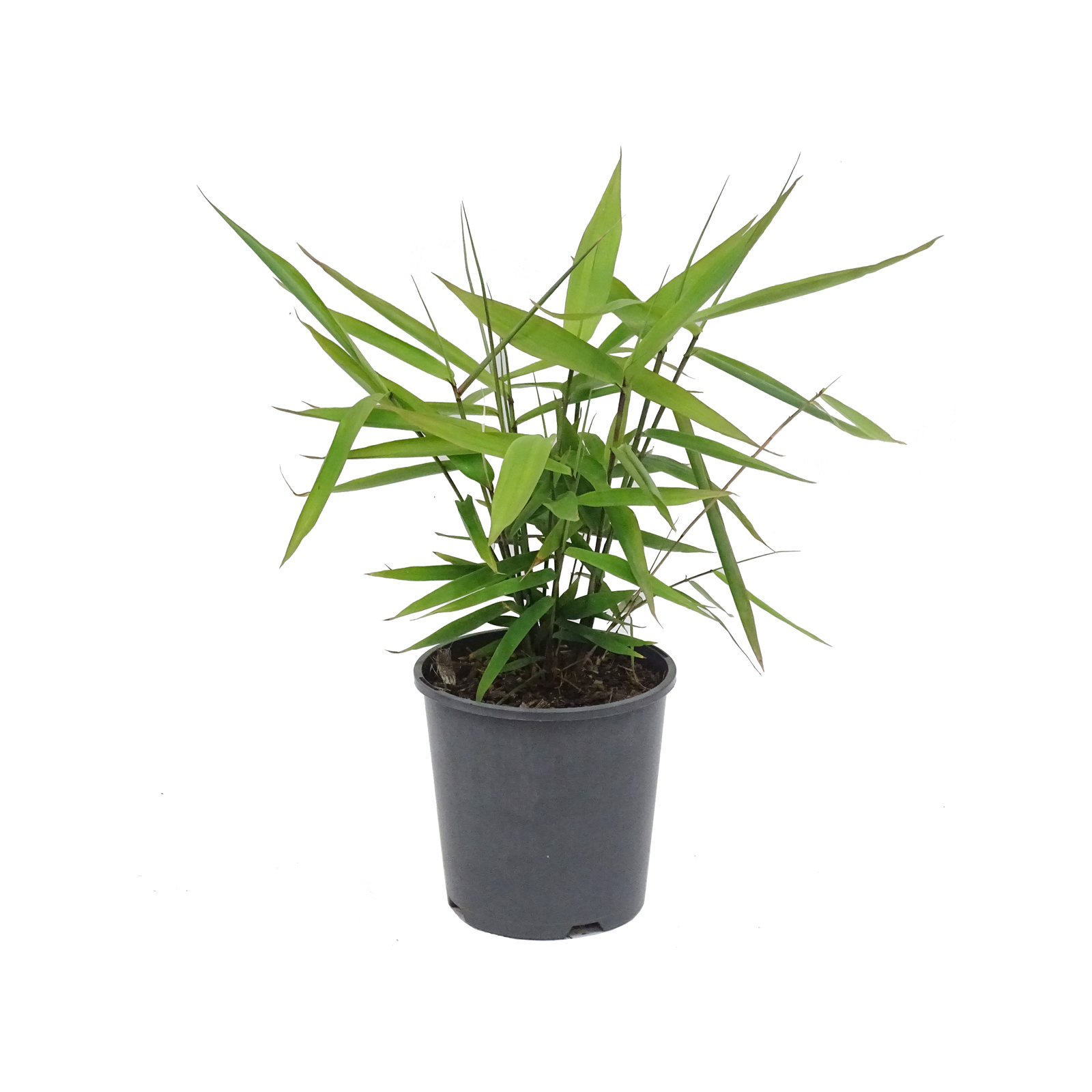 150mm Tiger grass - Thysanolaena maxima - Bunnings Australia