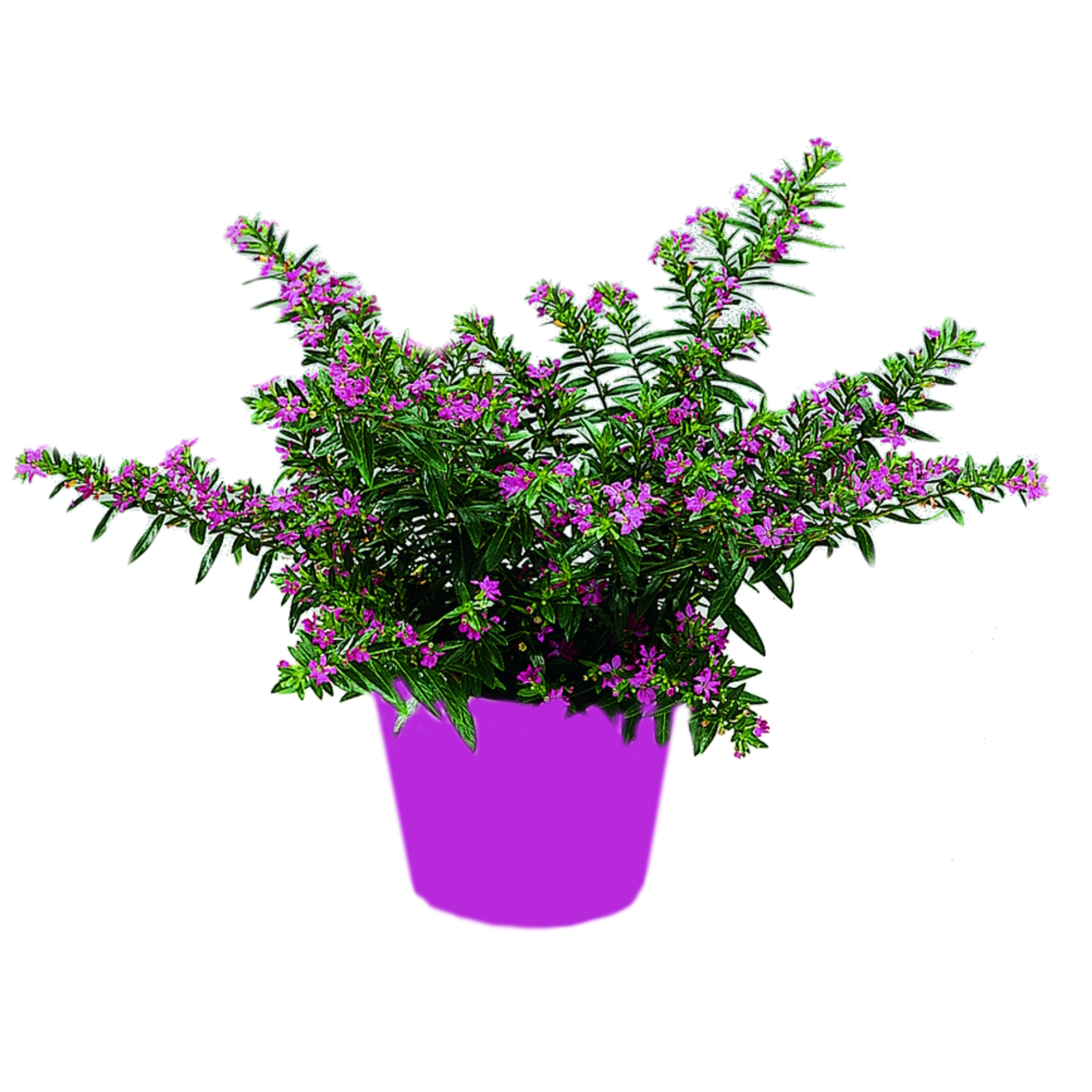 140mm Cuphea Allyson Heather 'Longlife Colours Range' - Cuphea ...