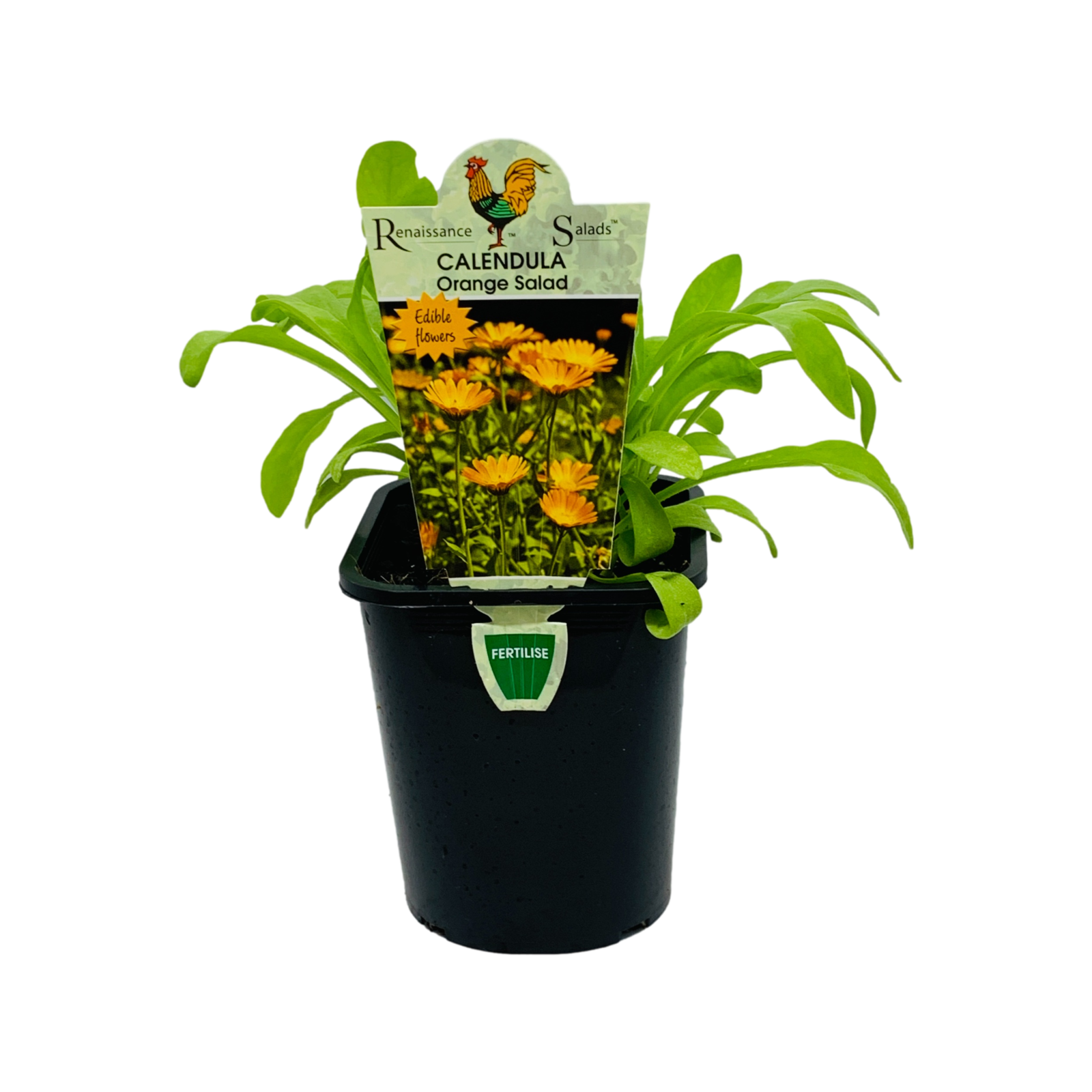 100mm Calendula Orange Salad - Calendula officinalis - Bunnings Australia