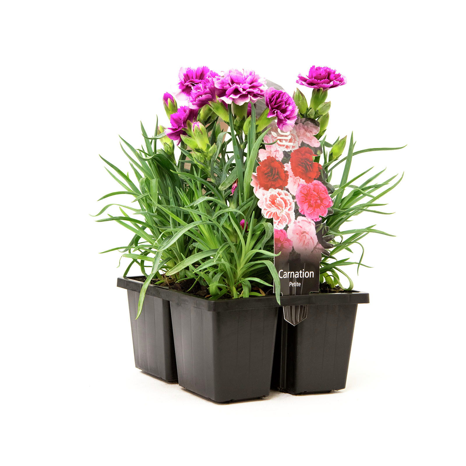4 Pack Carnation Petite - Carnation caryophyllus - Bunnings Australia