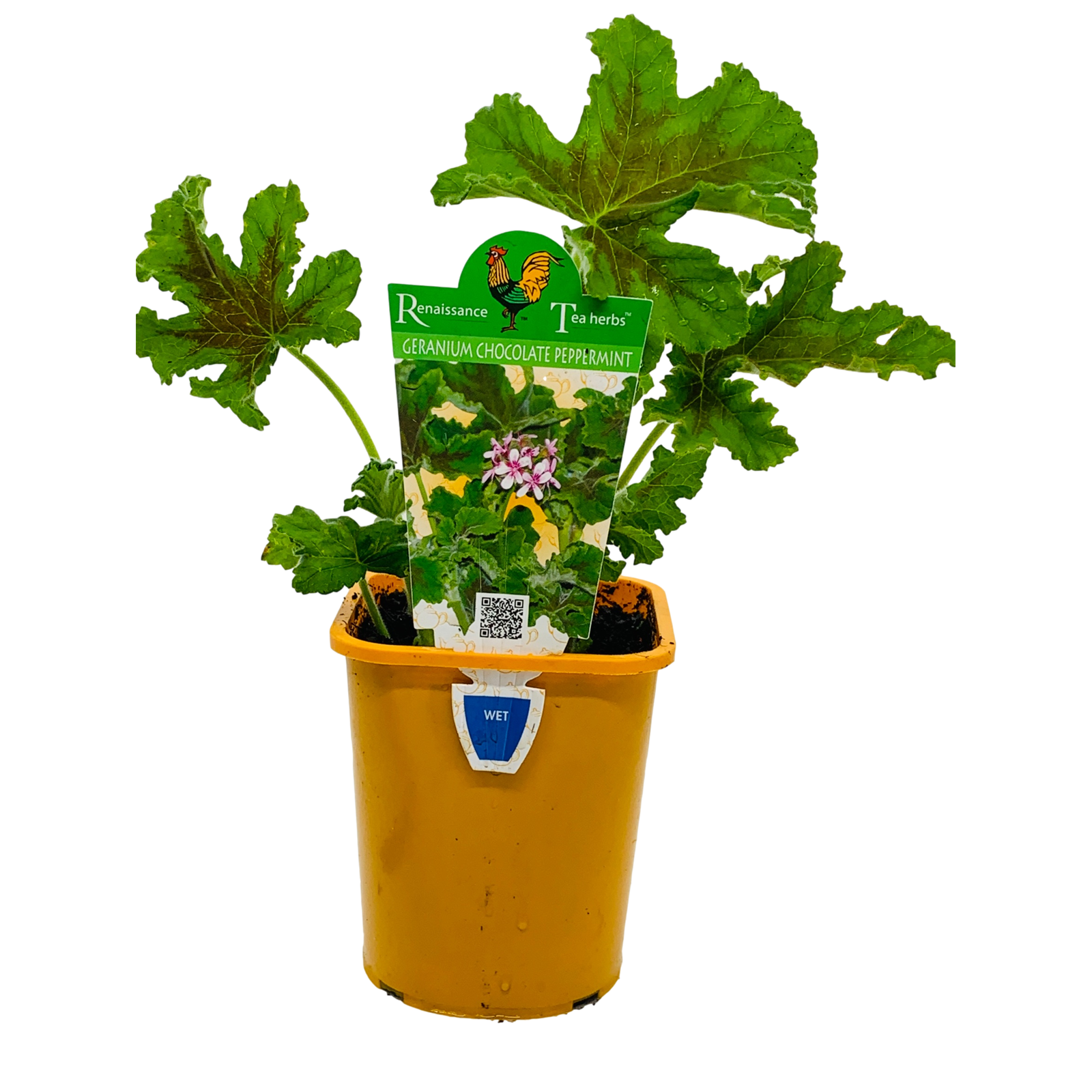 100mm Geranium Choc Peppermint - Pelargonium tomentosum - Renaissance ...