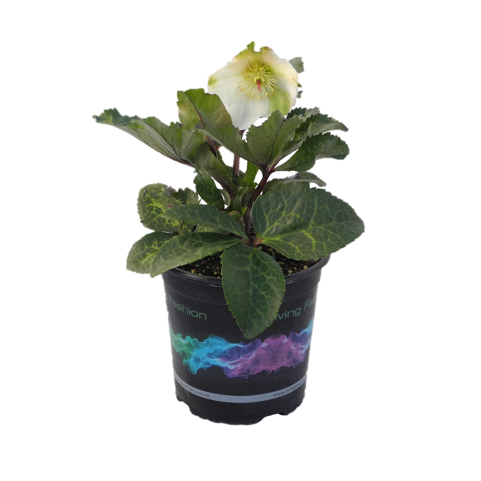 2.5L Hellebore Molly's White - Helleborus hybrid - Bunnings New Zealand