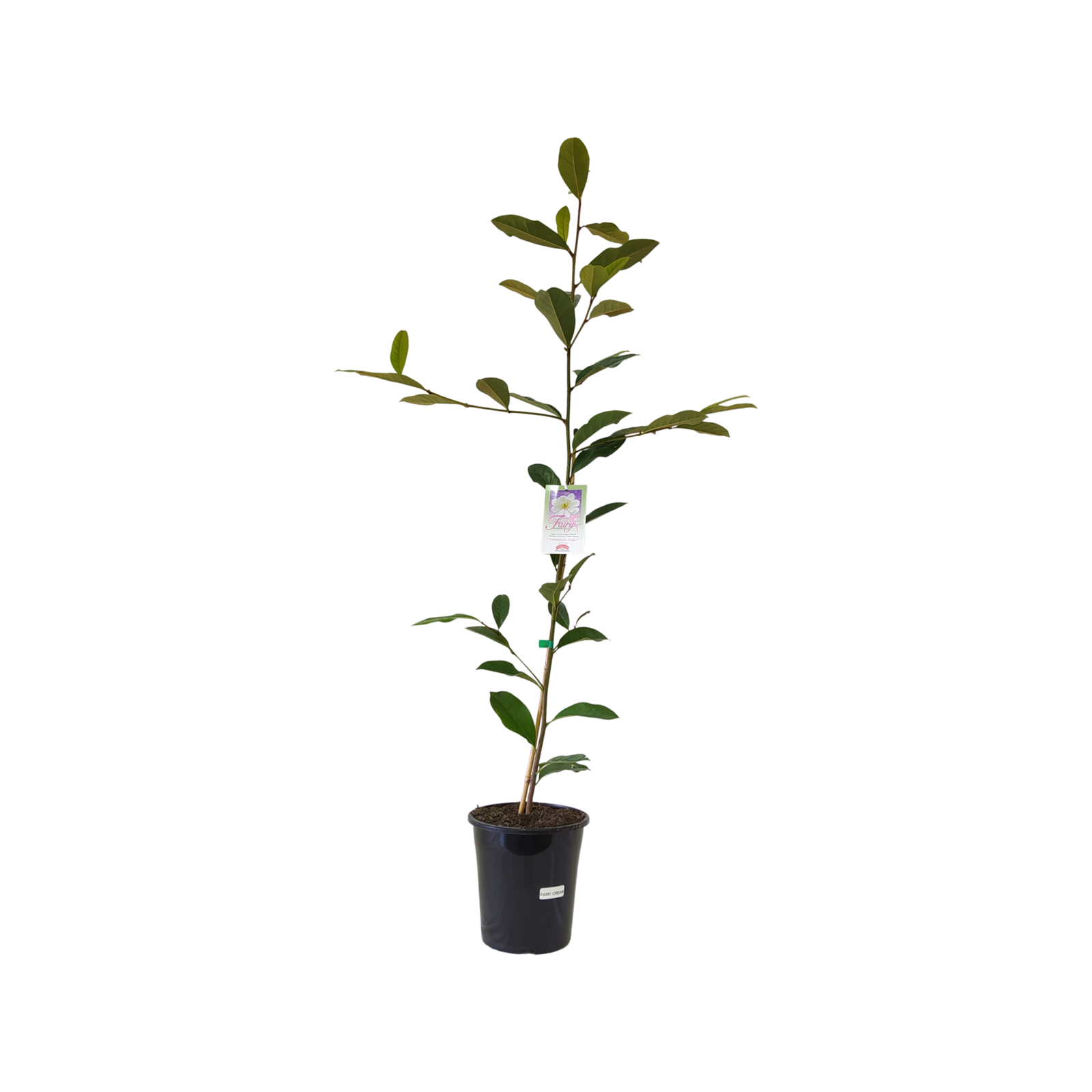 180mm Magnolia Fairy Cream - Magnolia hybrida - Bunnings Australia