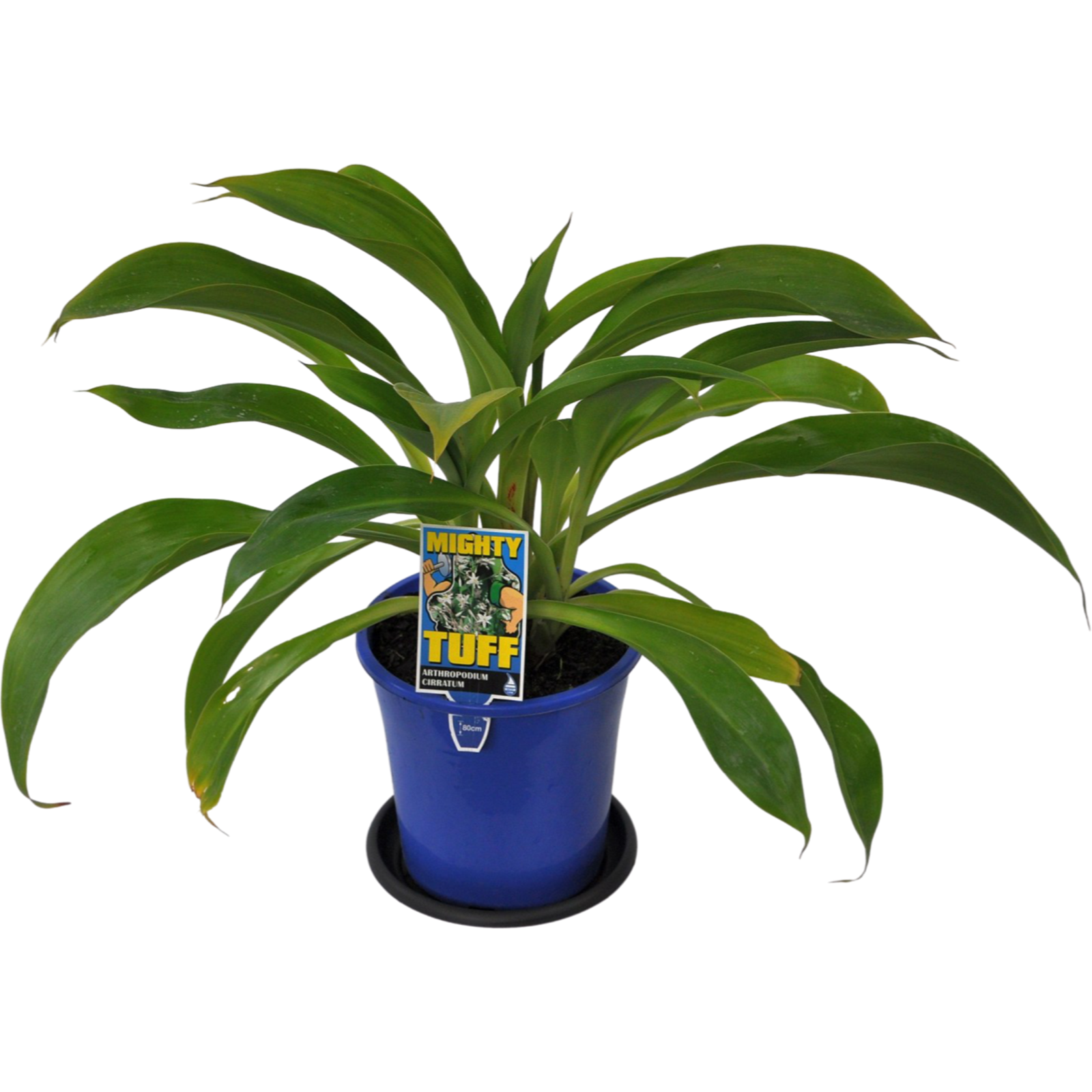 180mm NZ Rock Lily - Arthropodium cirratum - Bunnings Australia