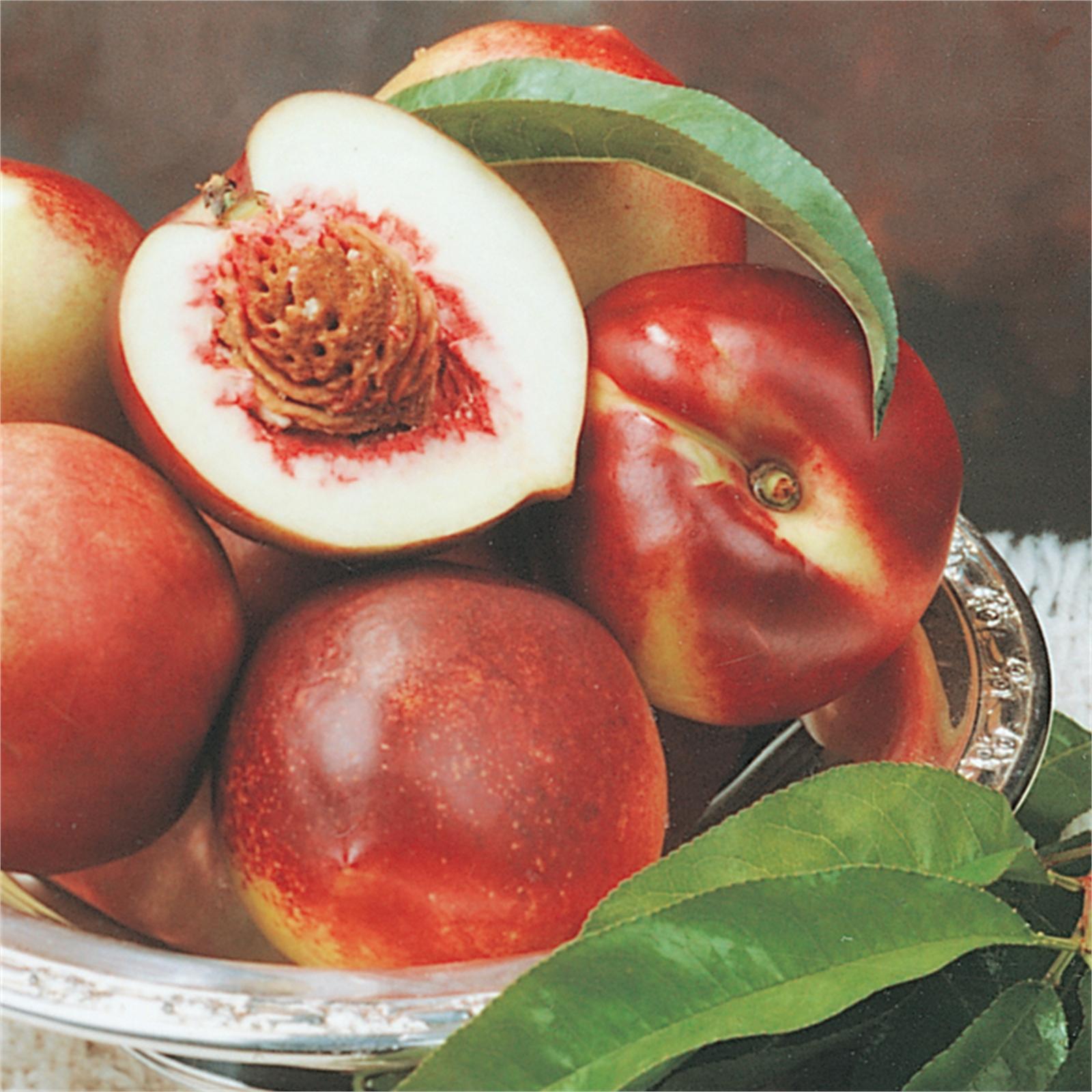 Bagged Goldmine Nectarine - Bunnings Australia