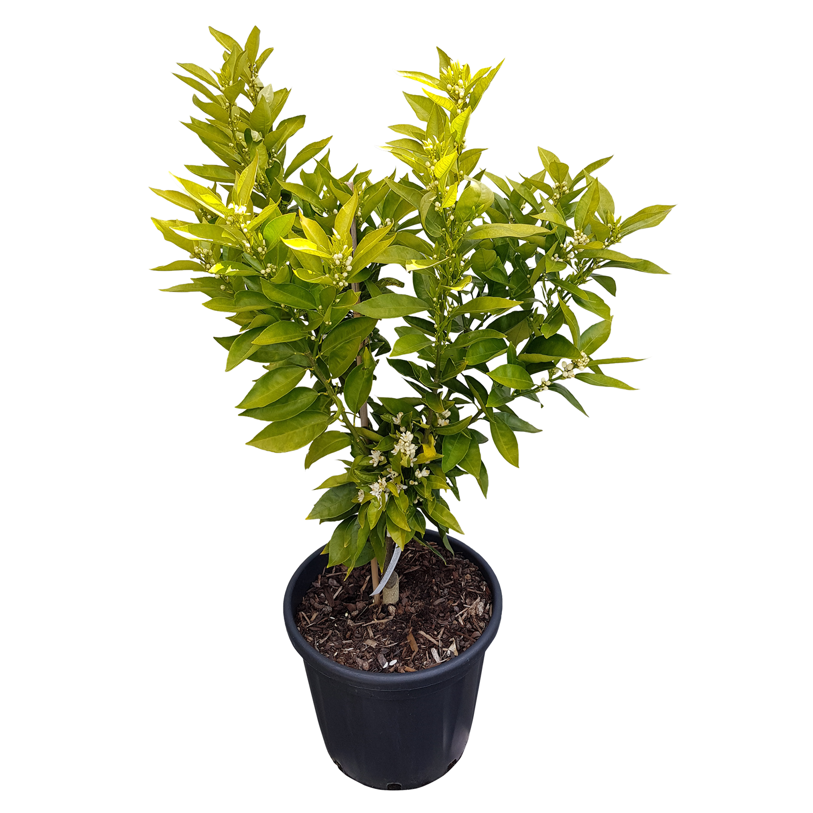 30L Orange Navelina - Citrus x sinensis - Bunnings New Zealand