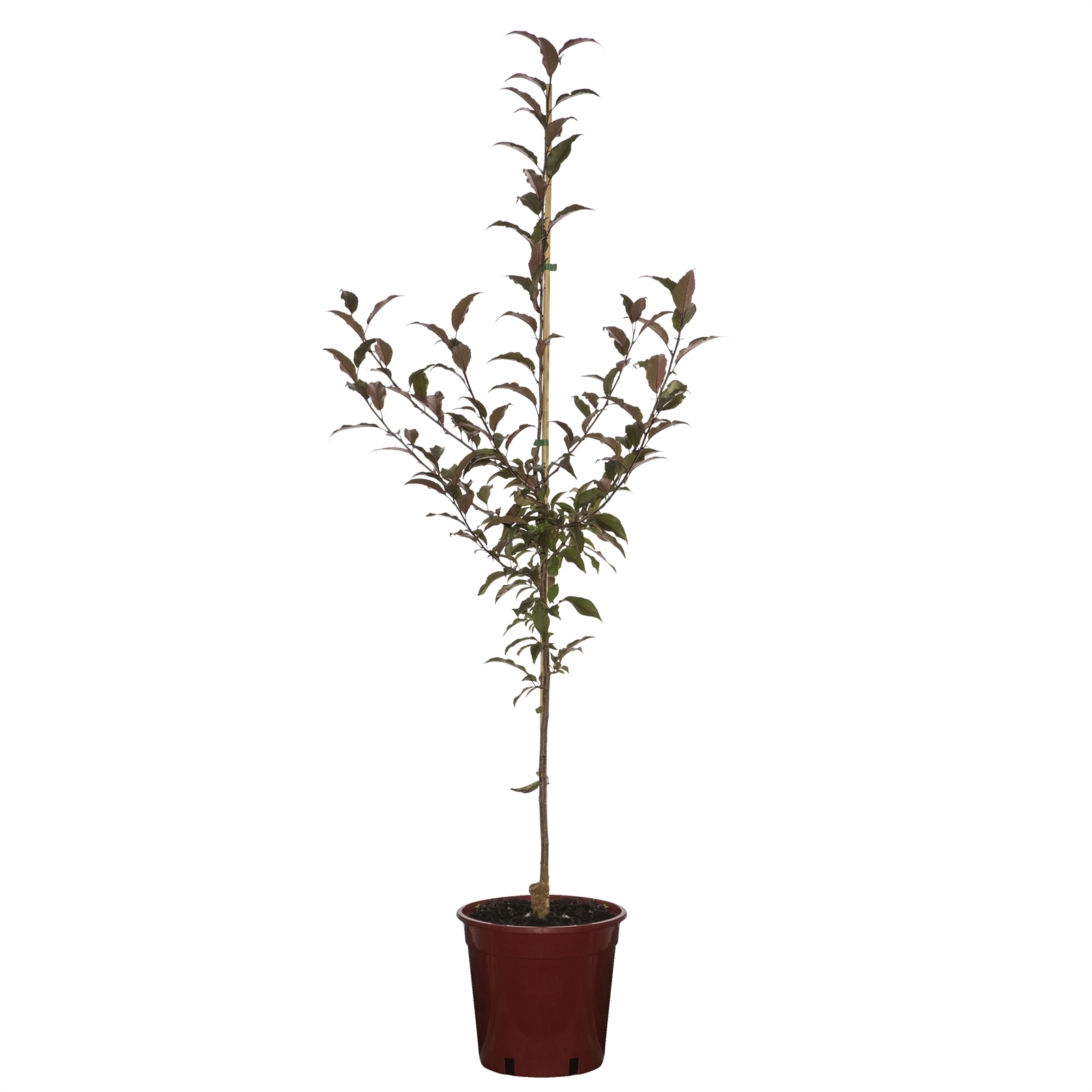 250mm Crab Apple - Malus shotizam Showtime - Bunnings Australia