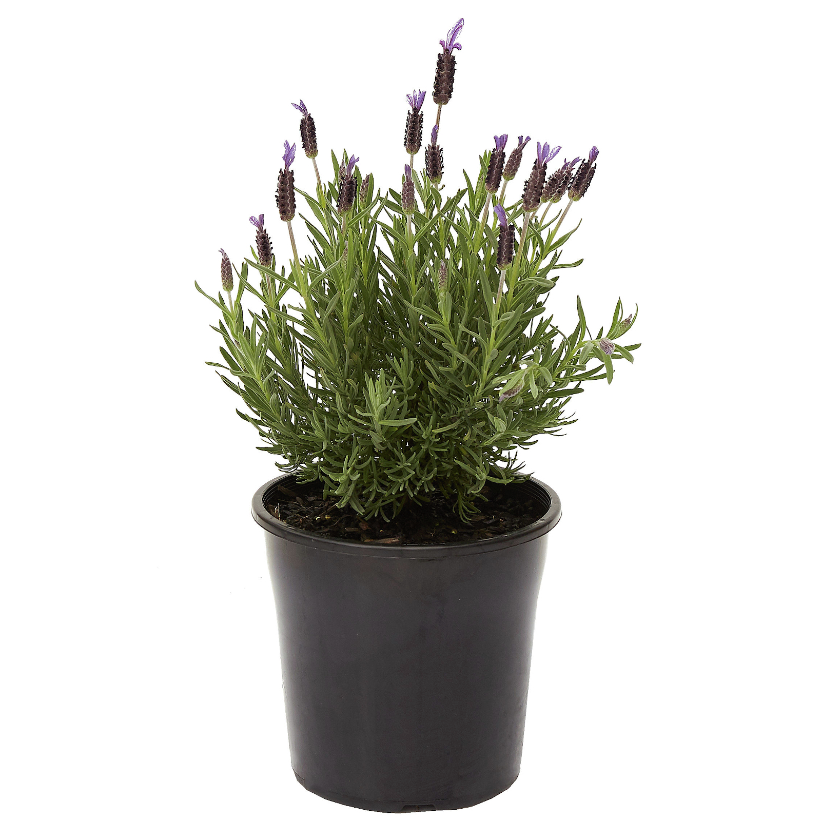200mm Italian Lavender - Lavandula stoechas Viridis Avonview - Bunnings ...