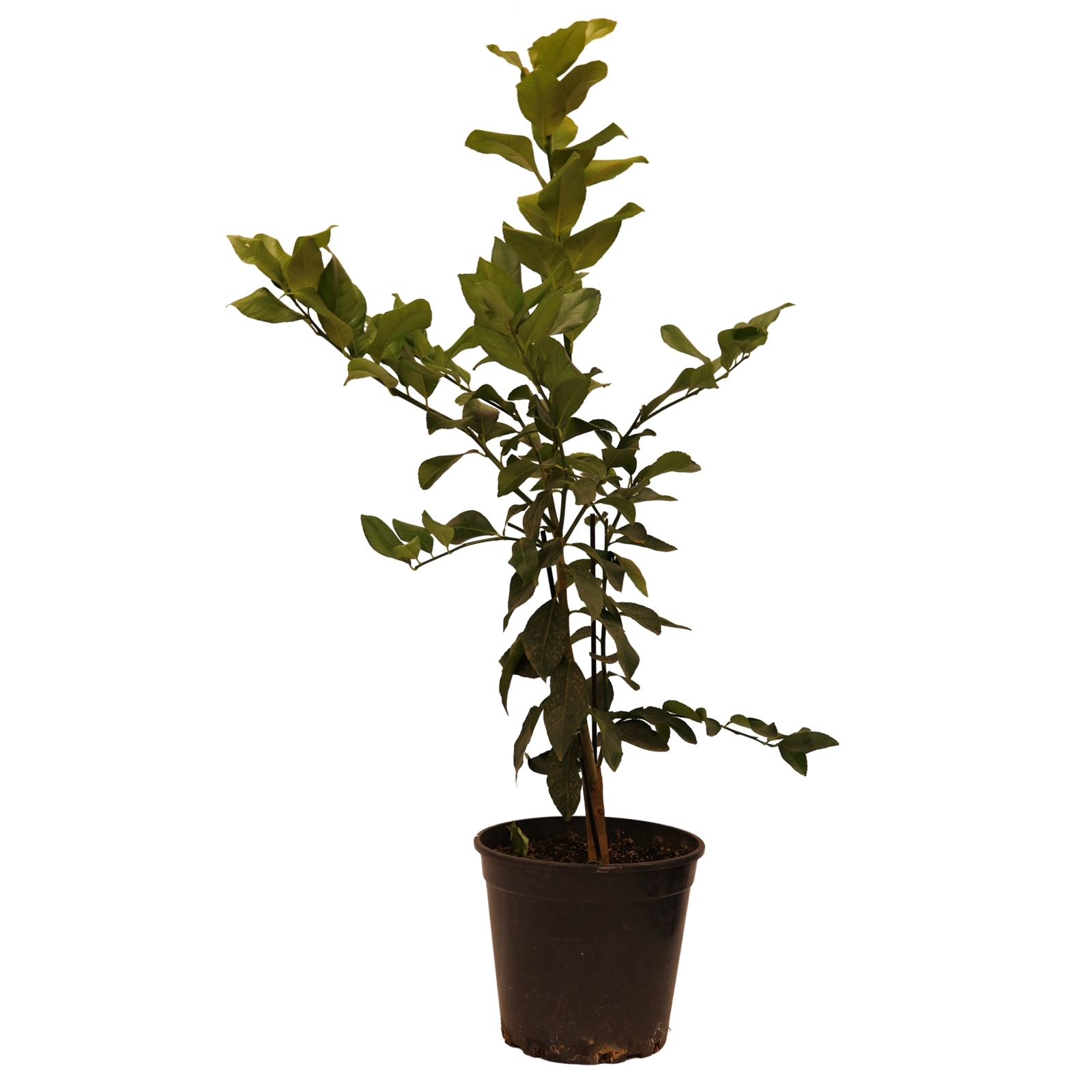 250mm Citrus x limon 'Eureka' & Citrus Latifolio - Bunnings Australia