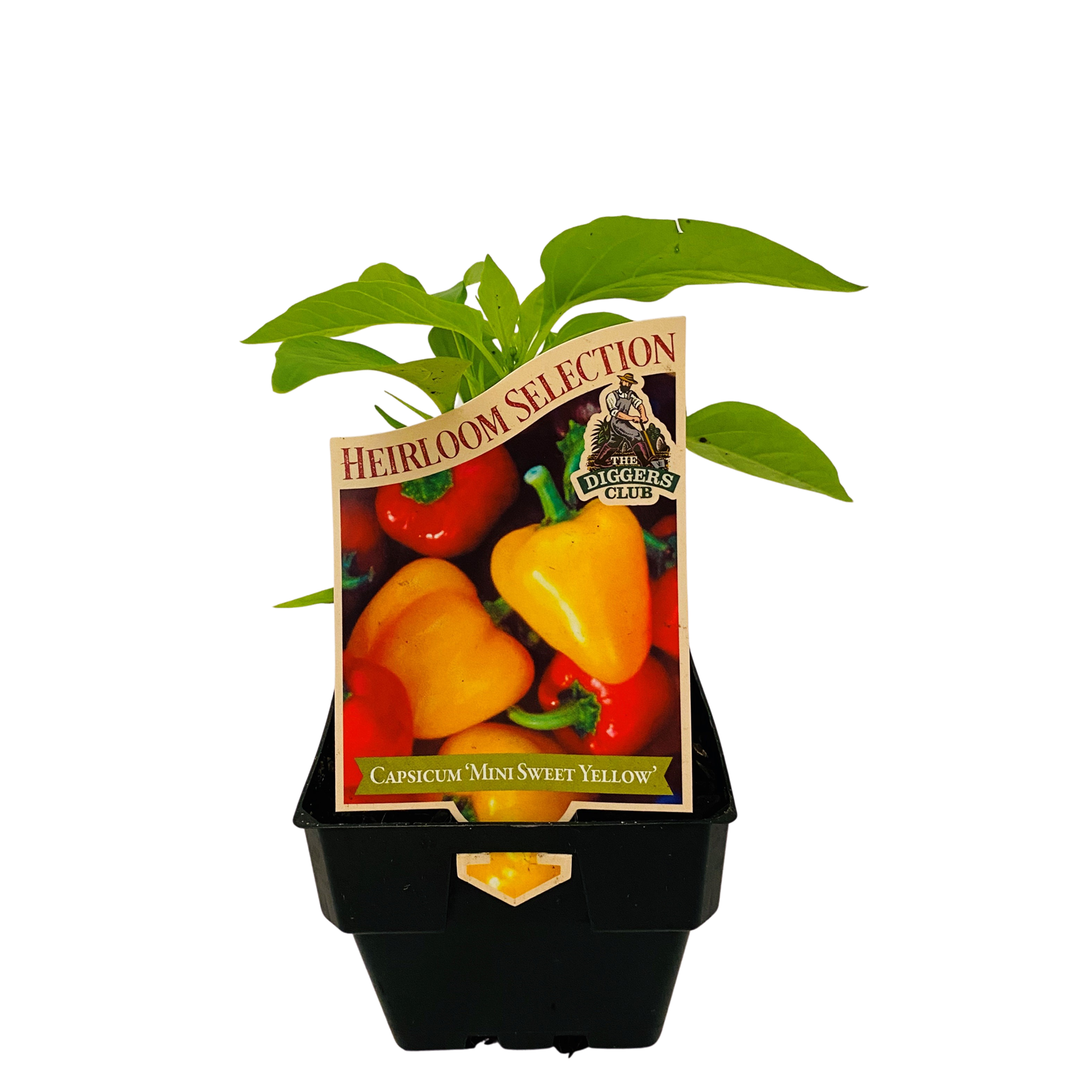 100mm Capsicum Mini Sweet Yellow - Capsicum annuum - Bunnings Australia