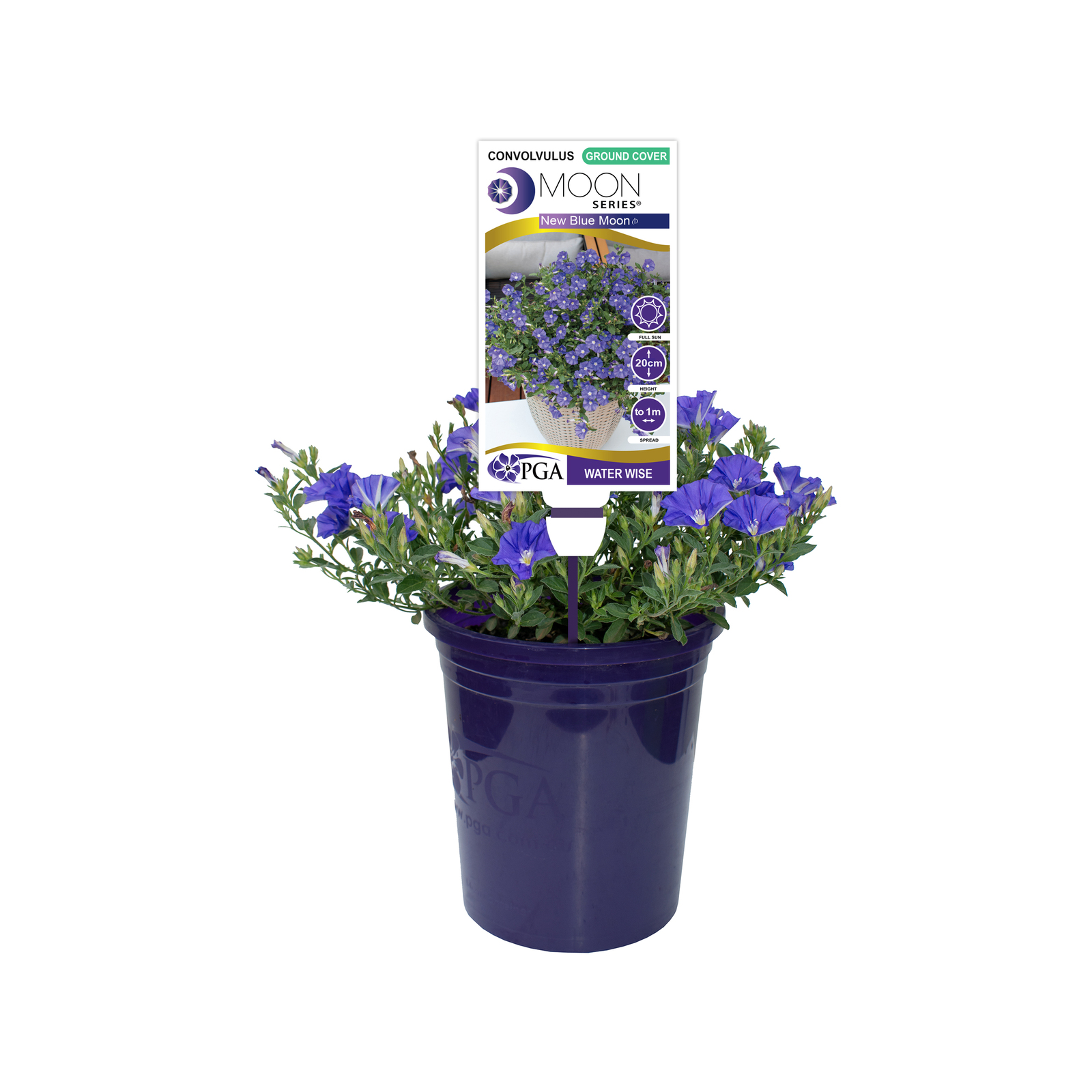 140mm Convolvulus New Blue Moon - Convolvulus sabatius - Bunnings Australia