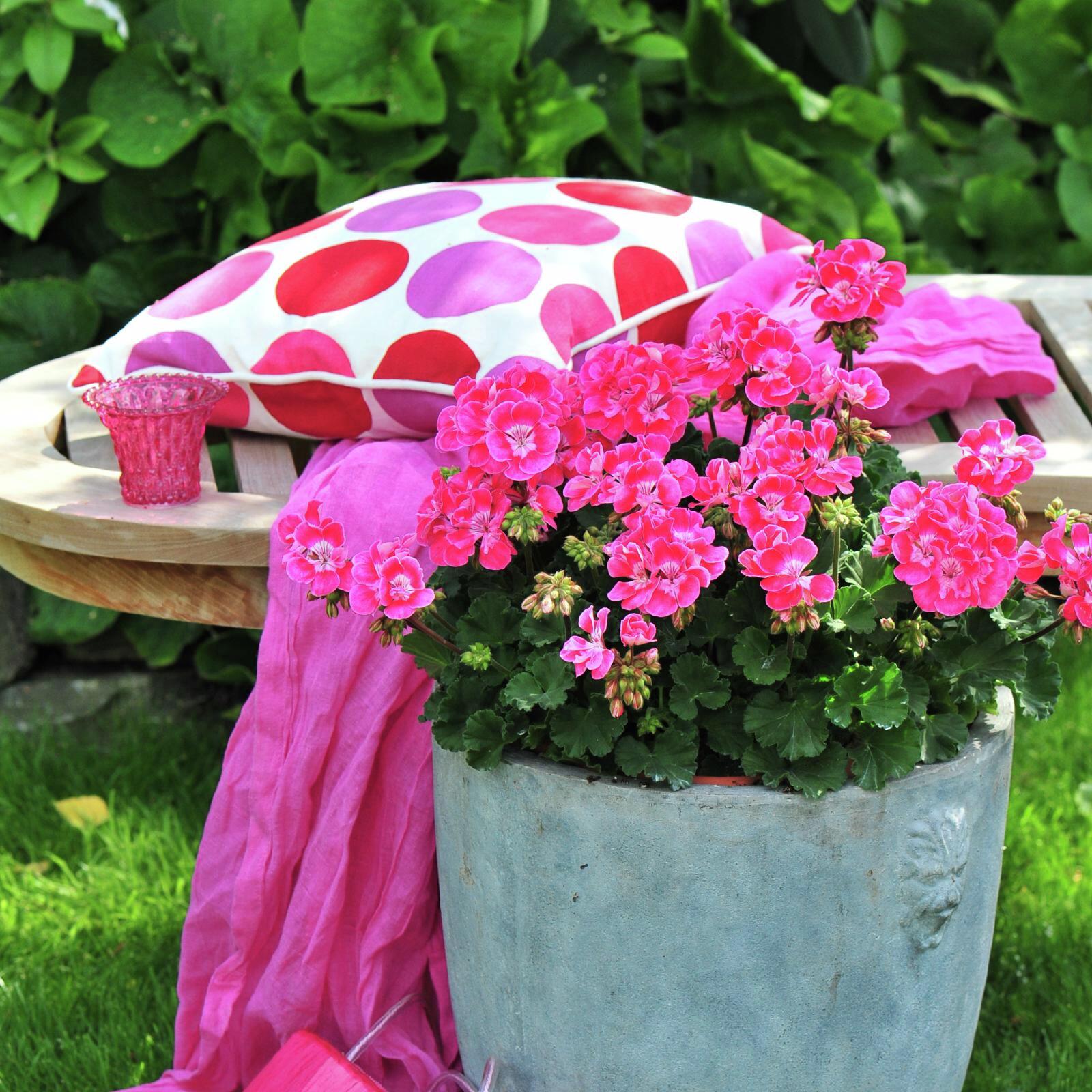 170mm TexMex Pelargonium Geranium - Pelargonium - Bunnings New Zealand