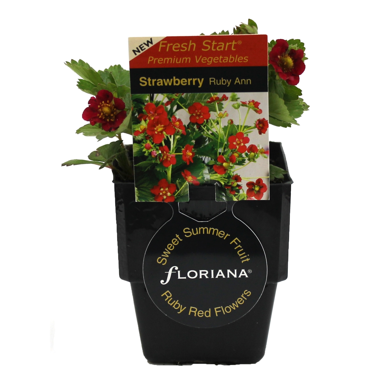 125mm Strawberry Ruby Ann - Fragaria ananassa - Bunnings Australia