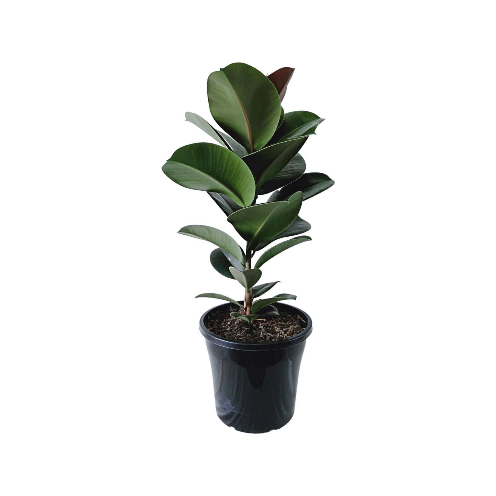 250mm Ficus Sofia - Ficus elastica - Bunnings Australia
